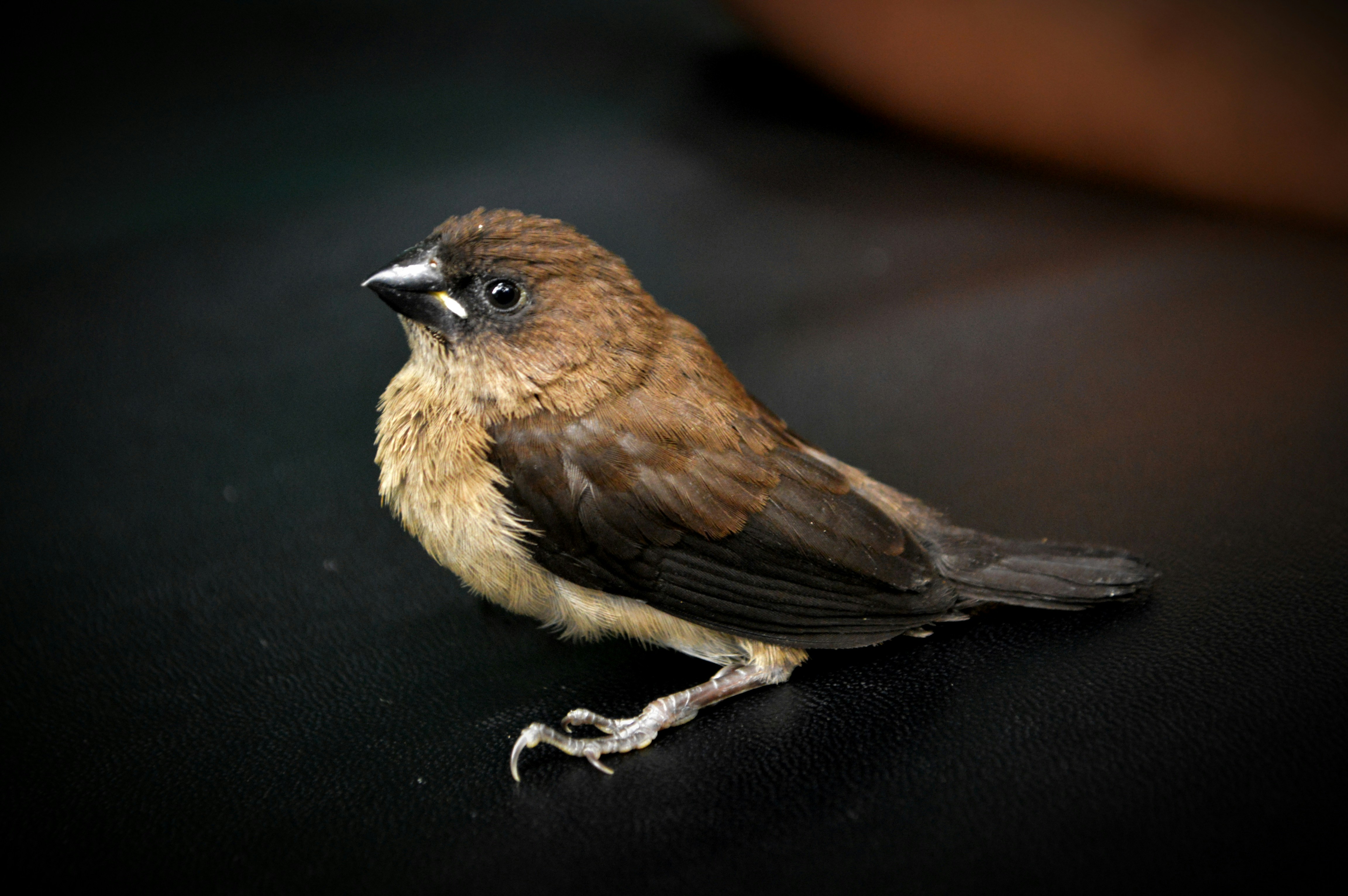 Small brown bird perched on a dark surface, highlighting its plumage against a contrasting background.
