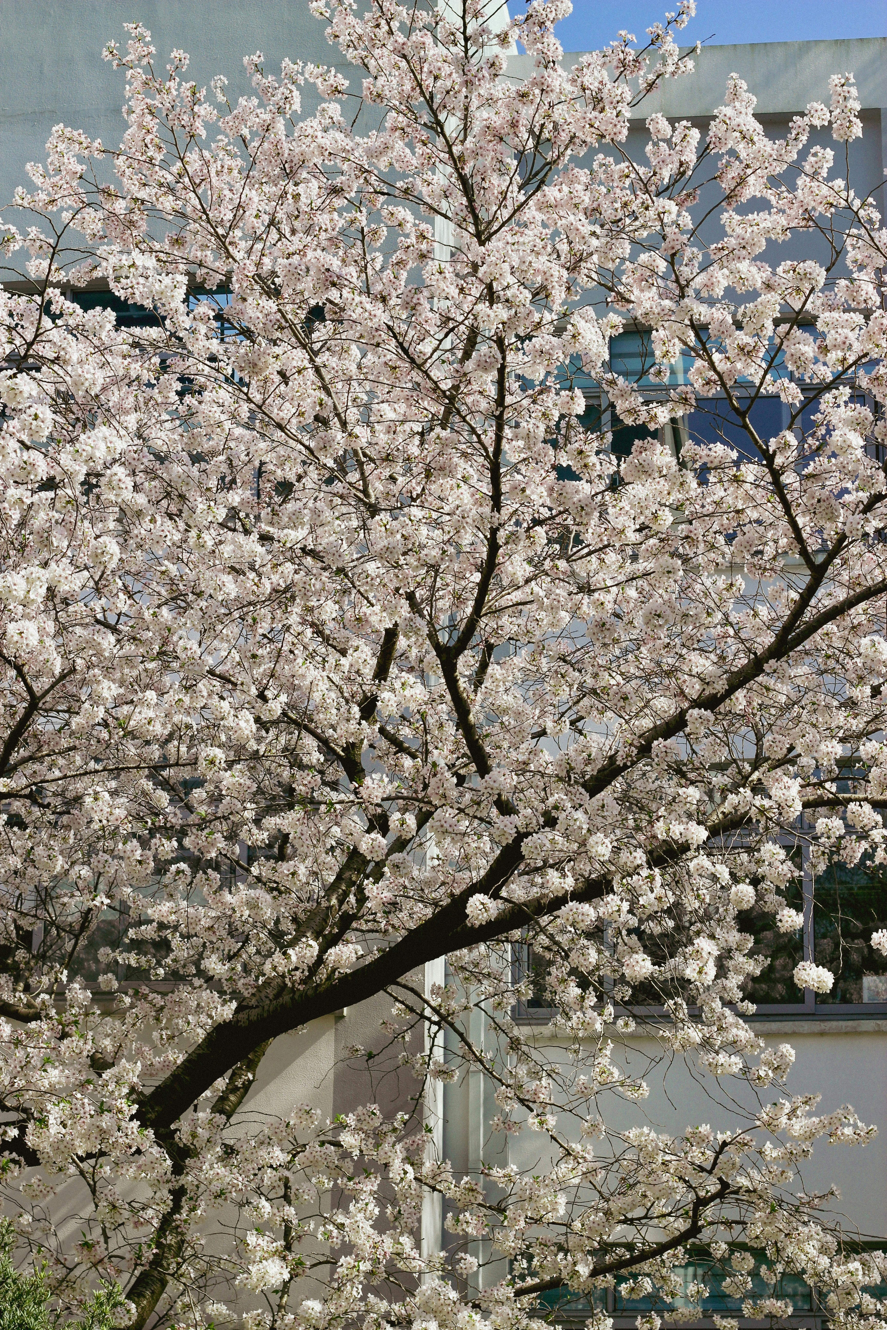 Photo by DOKYUNG KIM with Canon EOS 550D