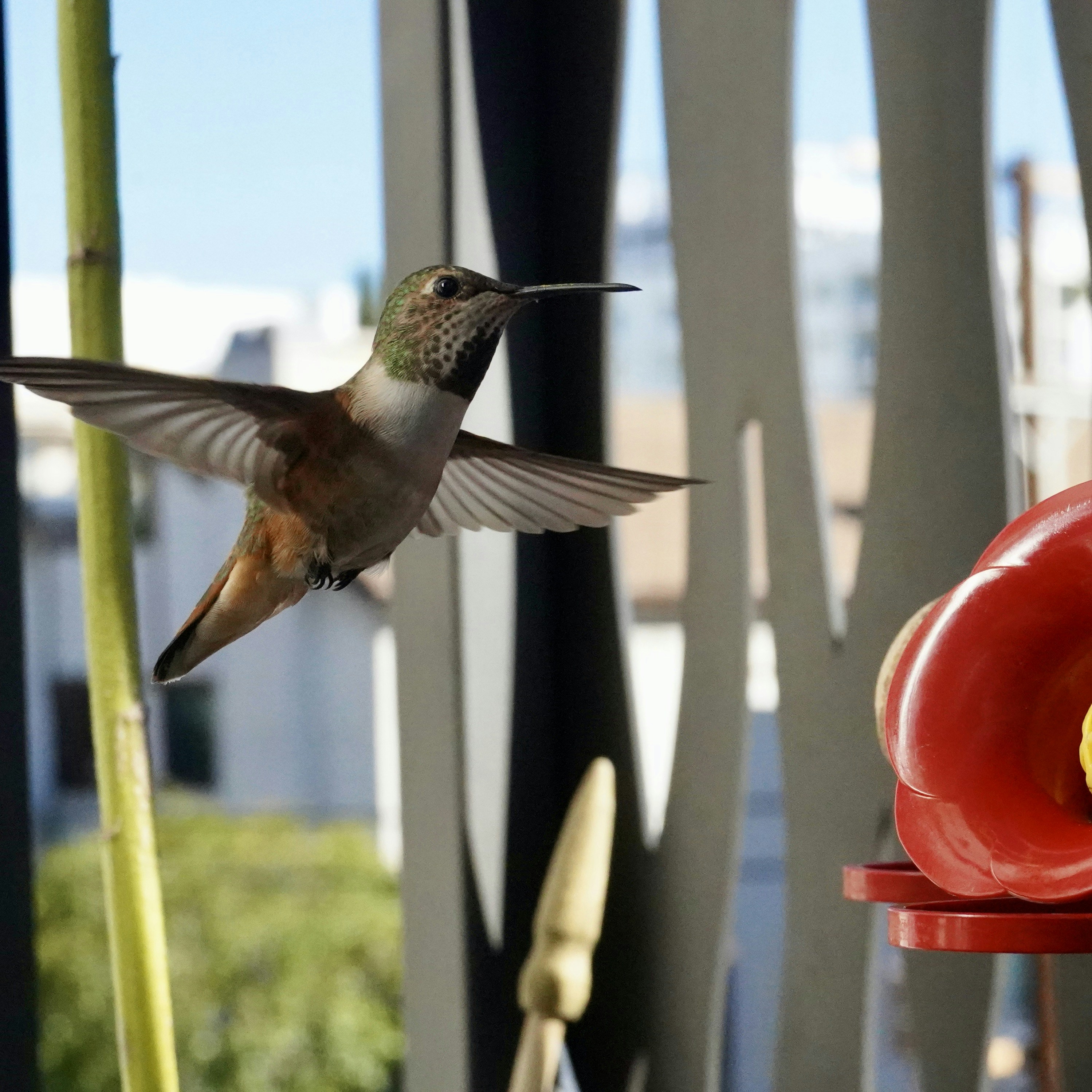 Hummingbird in mid-flight near a red feeder against a blurred urban backdrop.