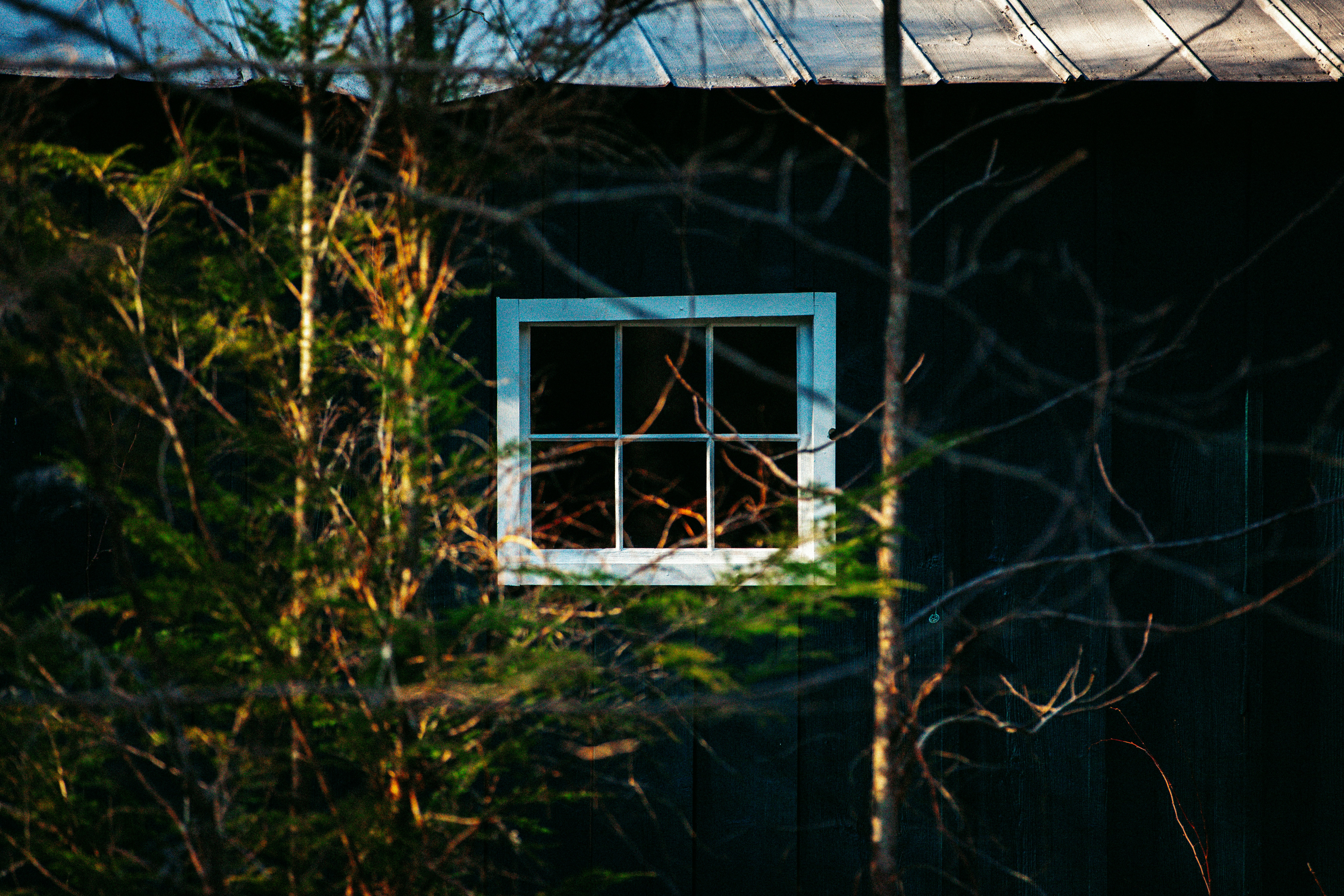 A window peeks through twigs on a building. photo – Free House Image on ...