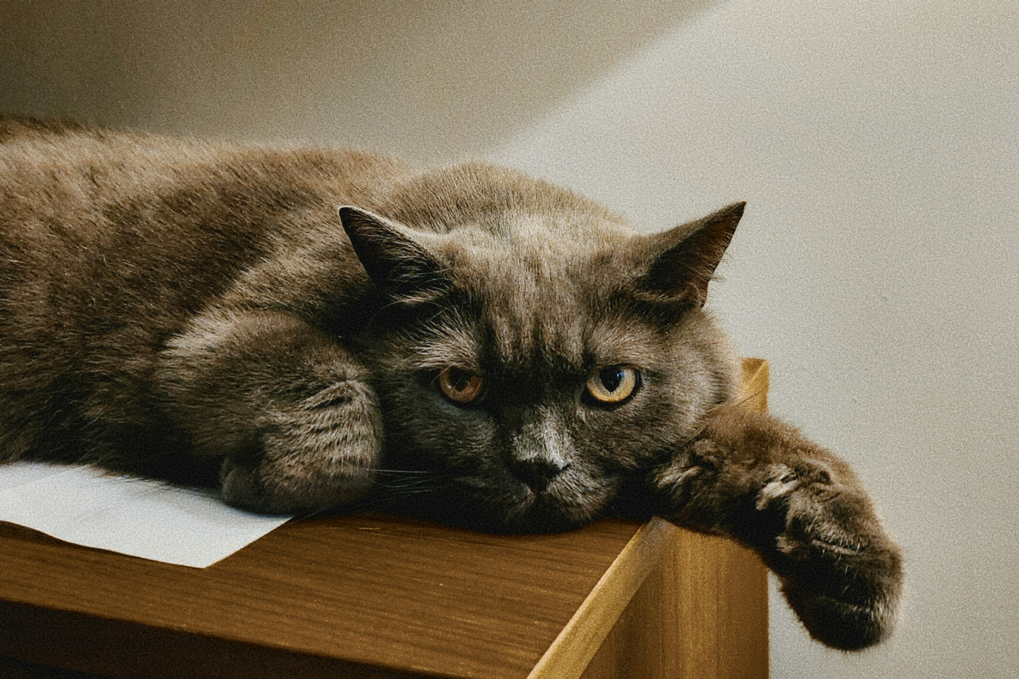 A gray cat resting on a wooden surface with one paw draped over the edge, gazing thoughtfully into the distance.