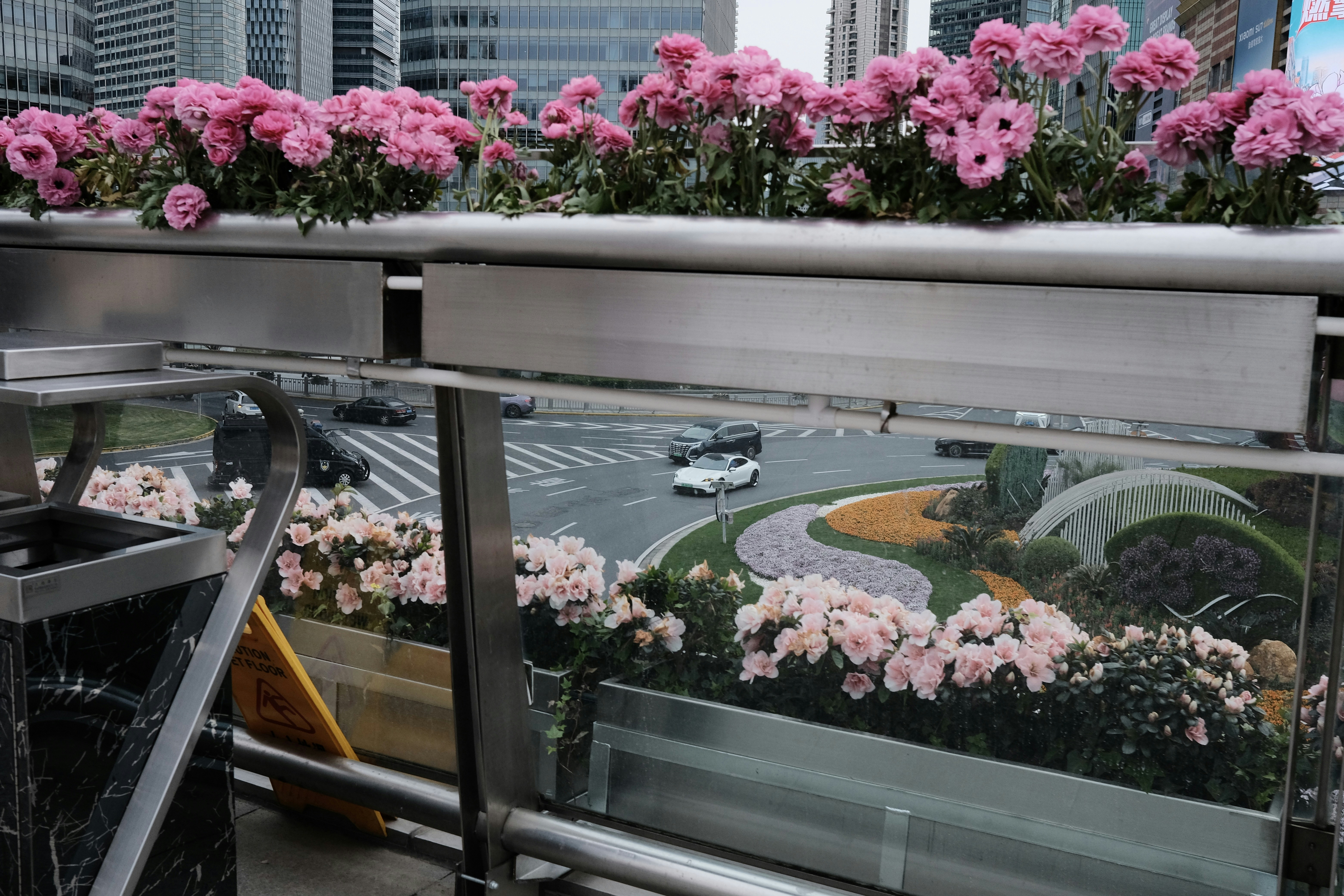 Petals at the Edge: Balcony Blooms Framing a City Roundabout