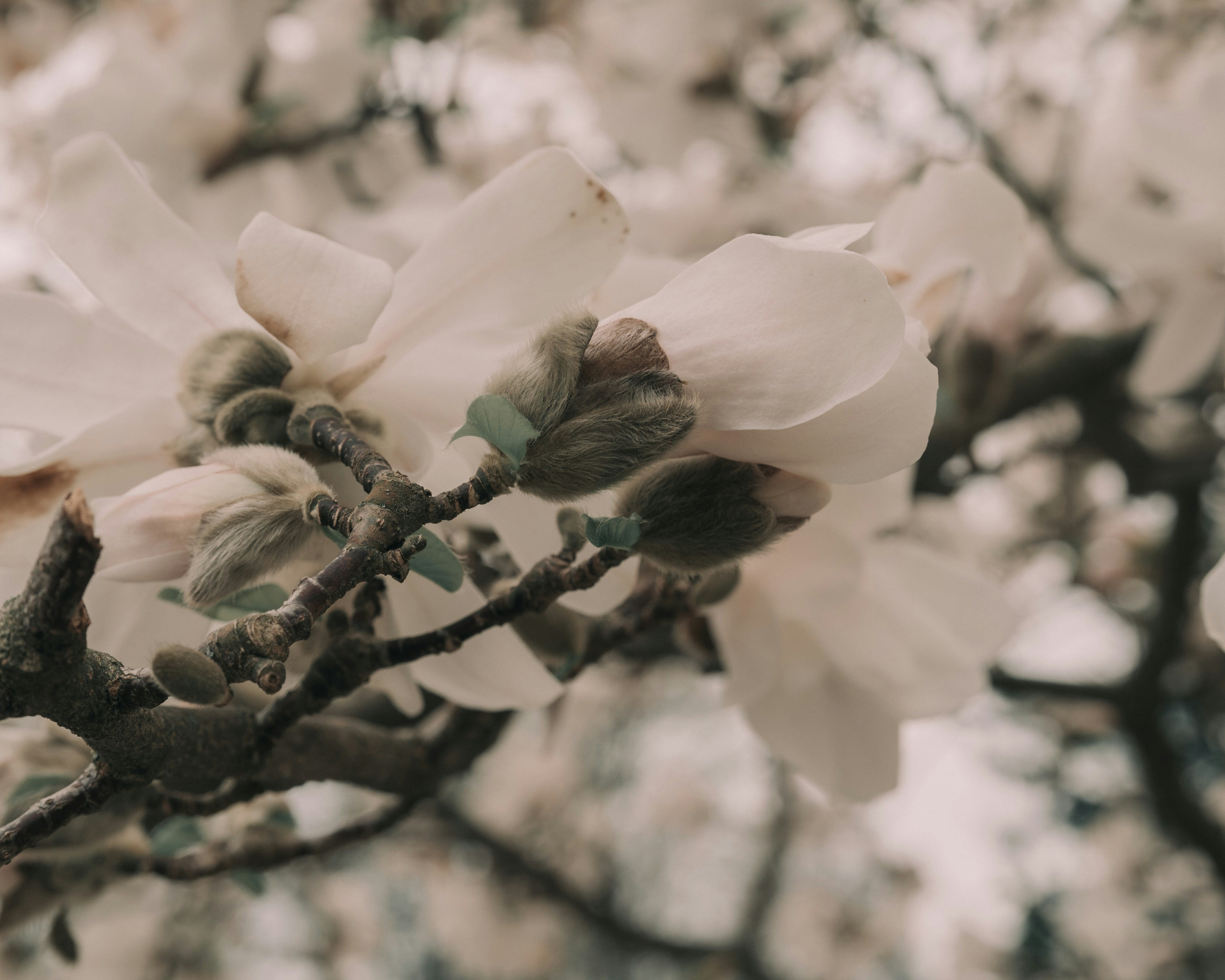 Sepia Bloom in Focus: A Close-Up of Quiet Magnolia