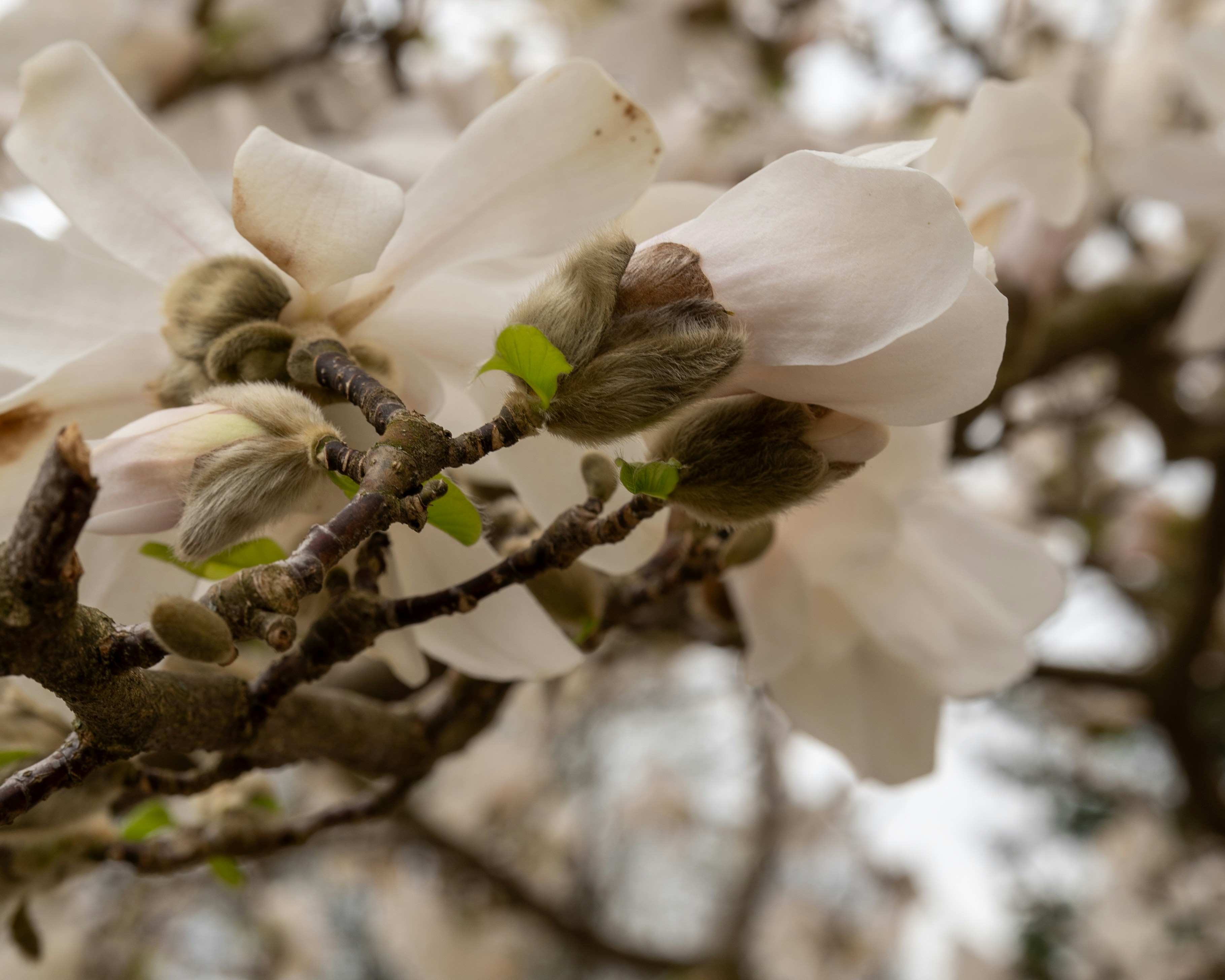 Whispers of Springtime Elegance