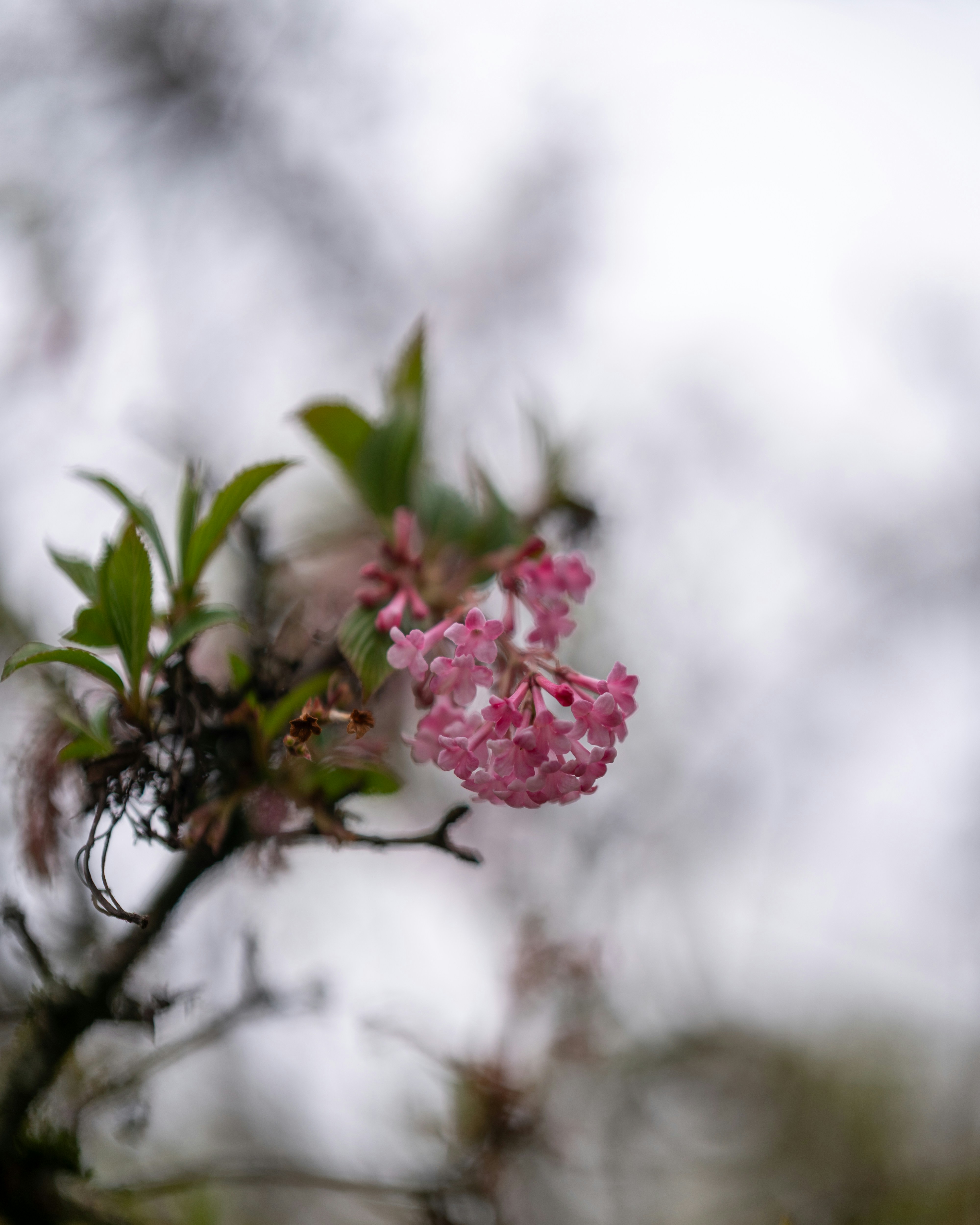 Soft-Blurred Pink Blossoms on a Branch Against a Misty Gray Backdrop