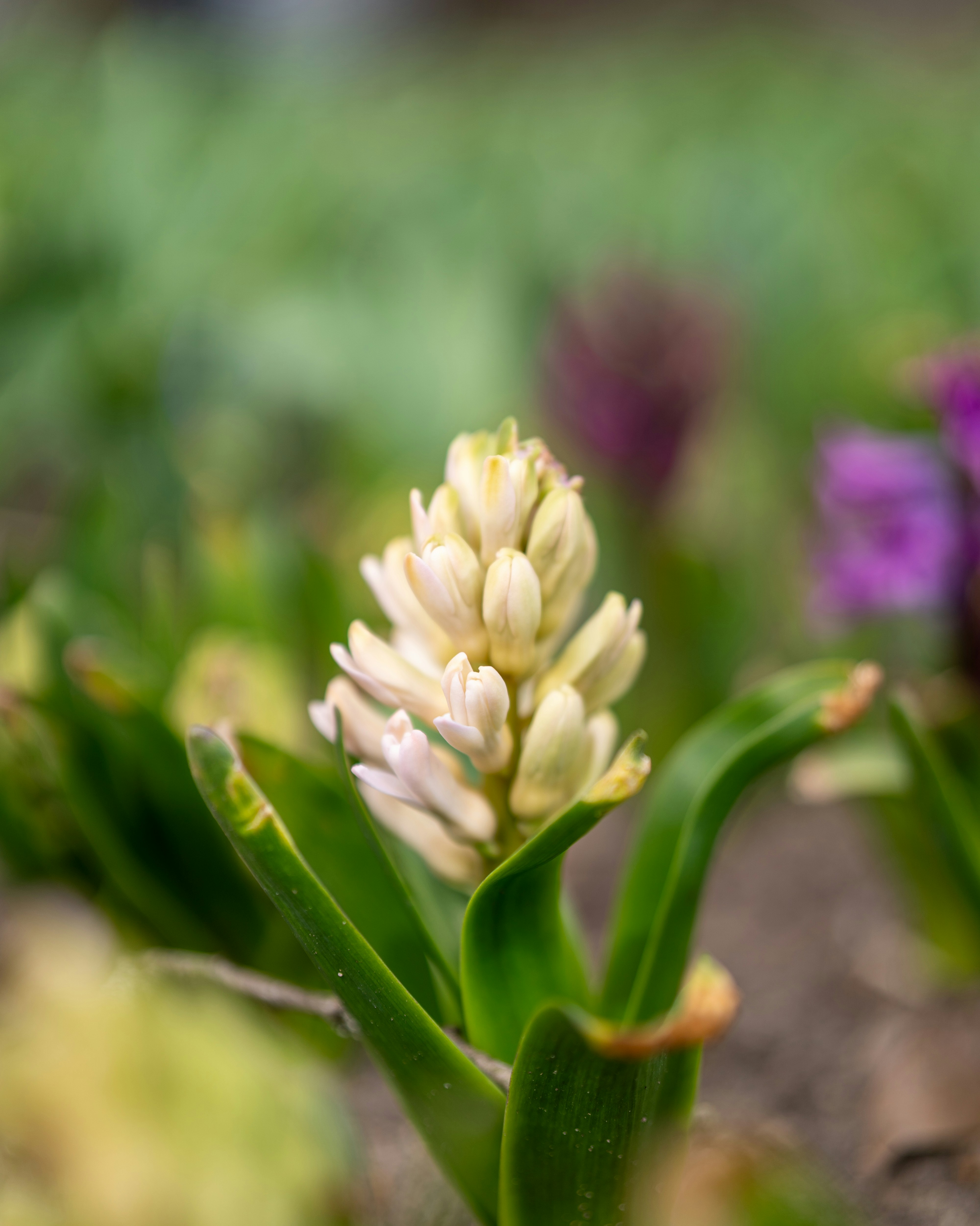 Blooming Central: A Creamy Torch of Tulip-like Inflorescence in a Gentle Garden