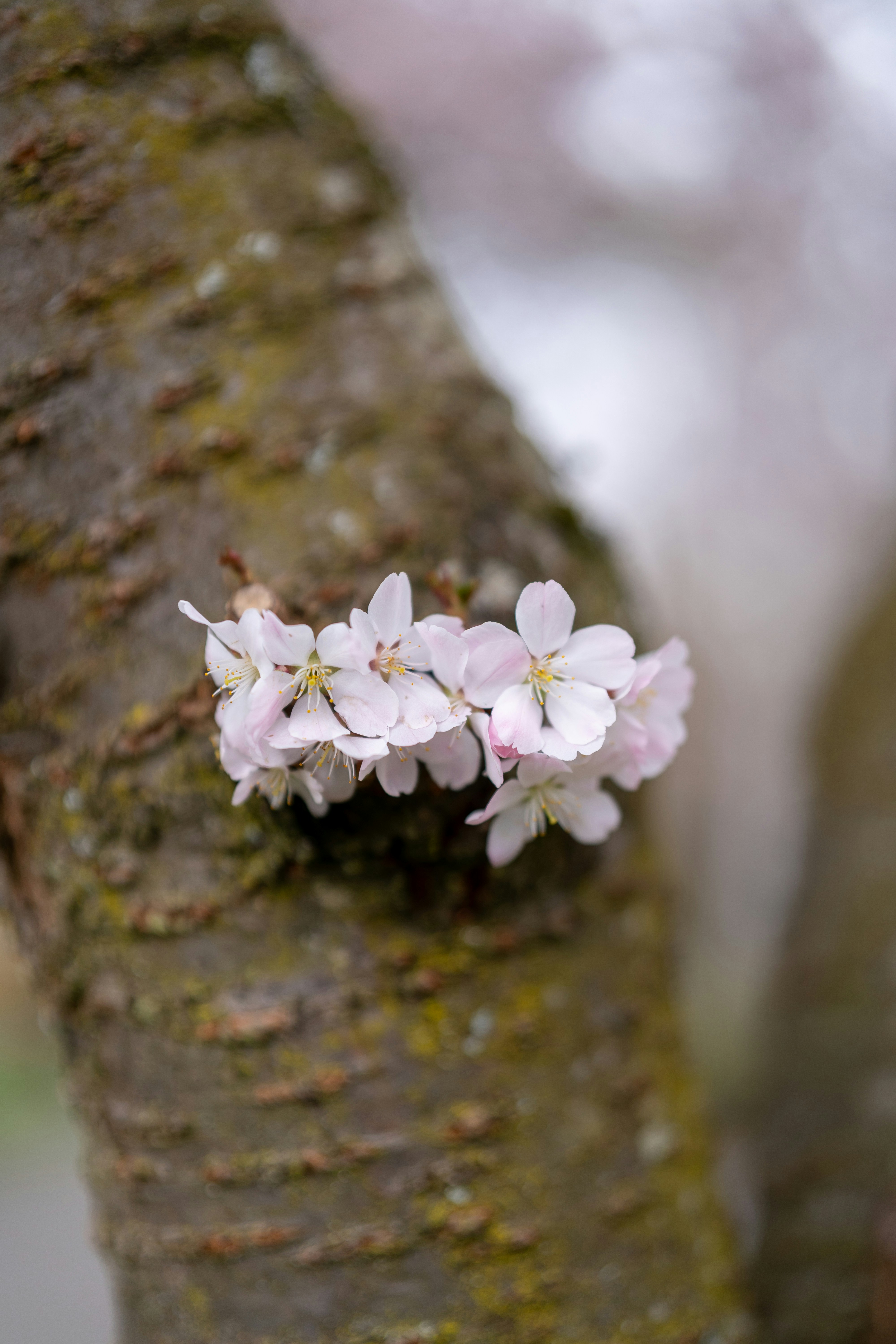 Blossoms on Bark: a pale cherry cluster clinging to weathered wood
