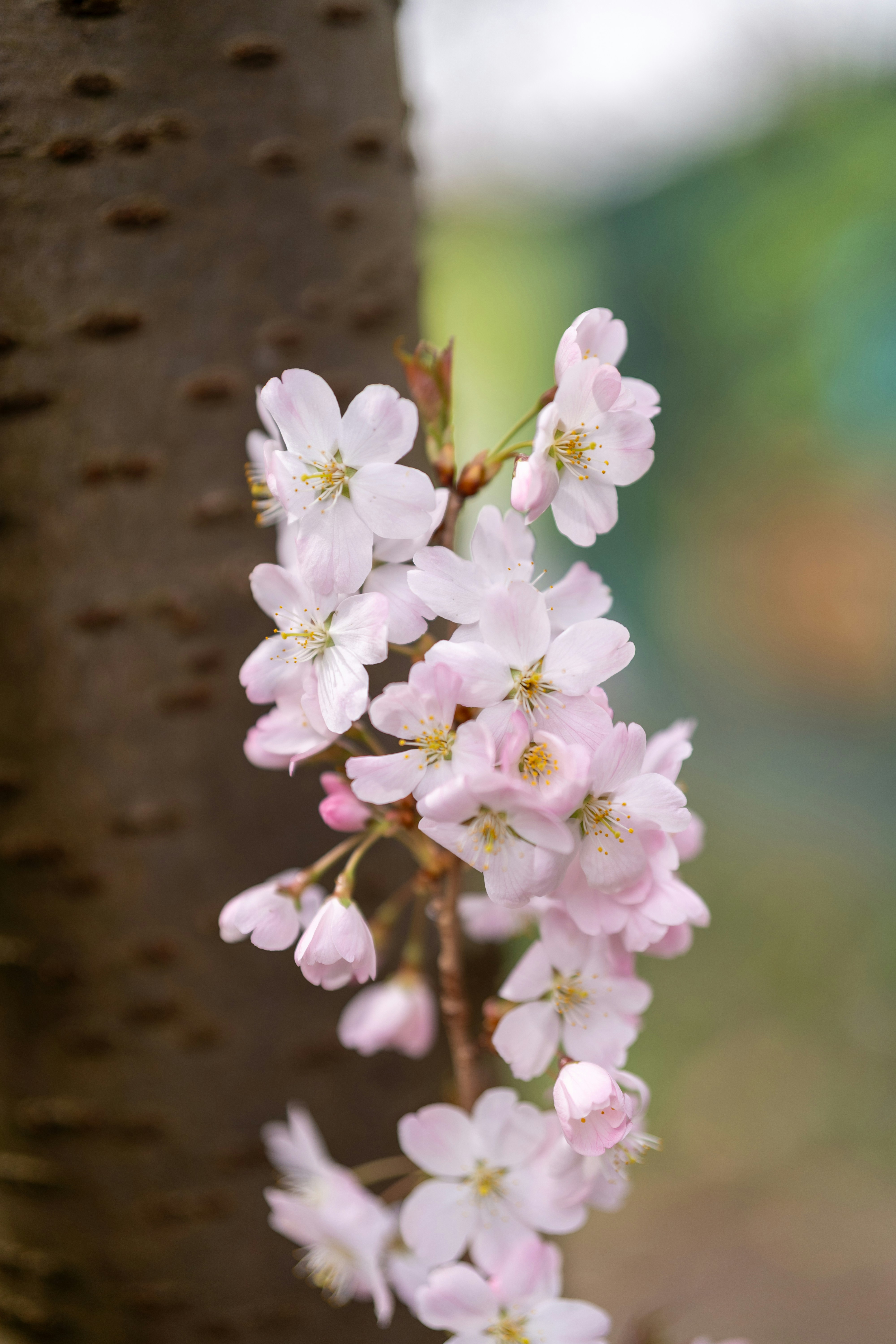 Delicate Sakura Cascade Adorns a Textured Trunk in Dreamy Bokeh