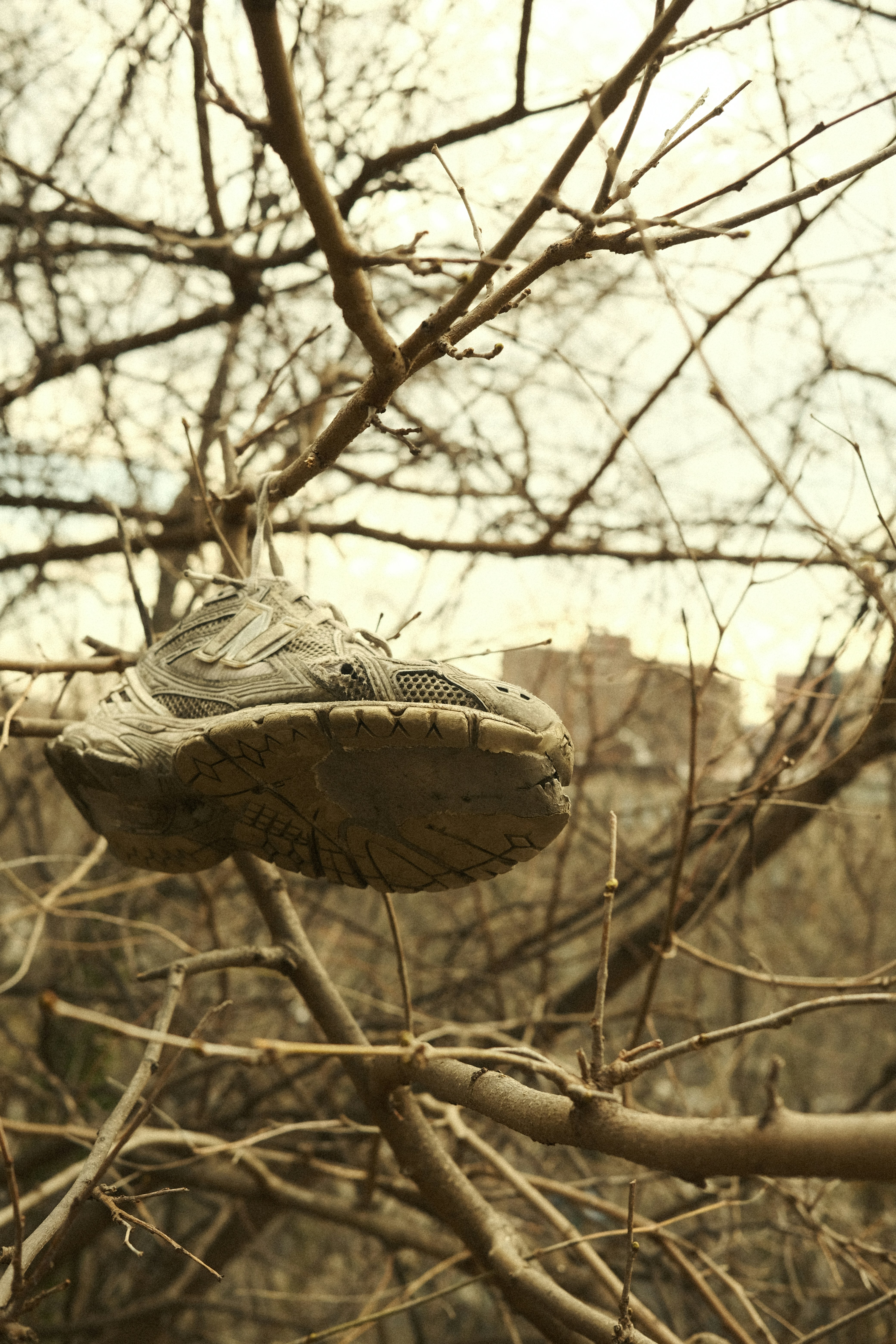 Abandoned Trail Shoe Entangled in Winter Branches