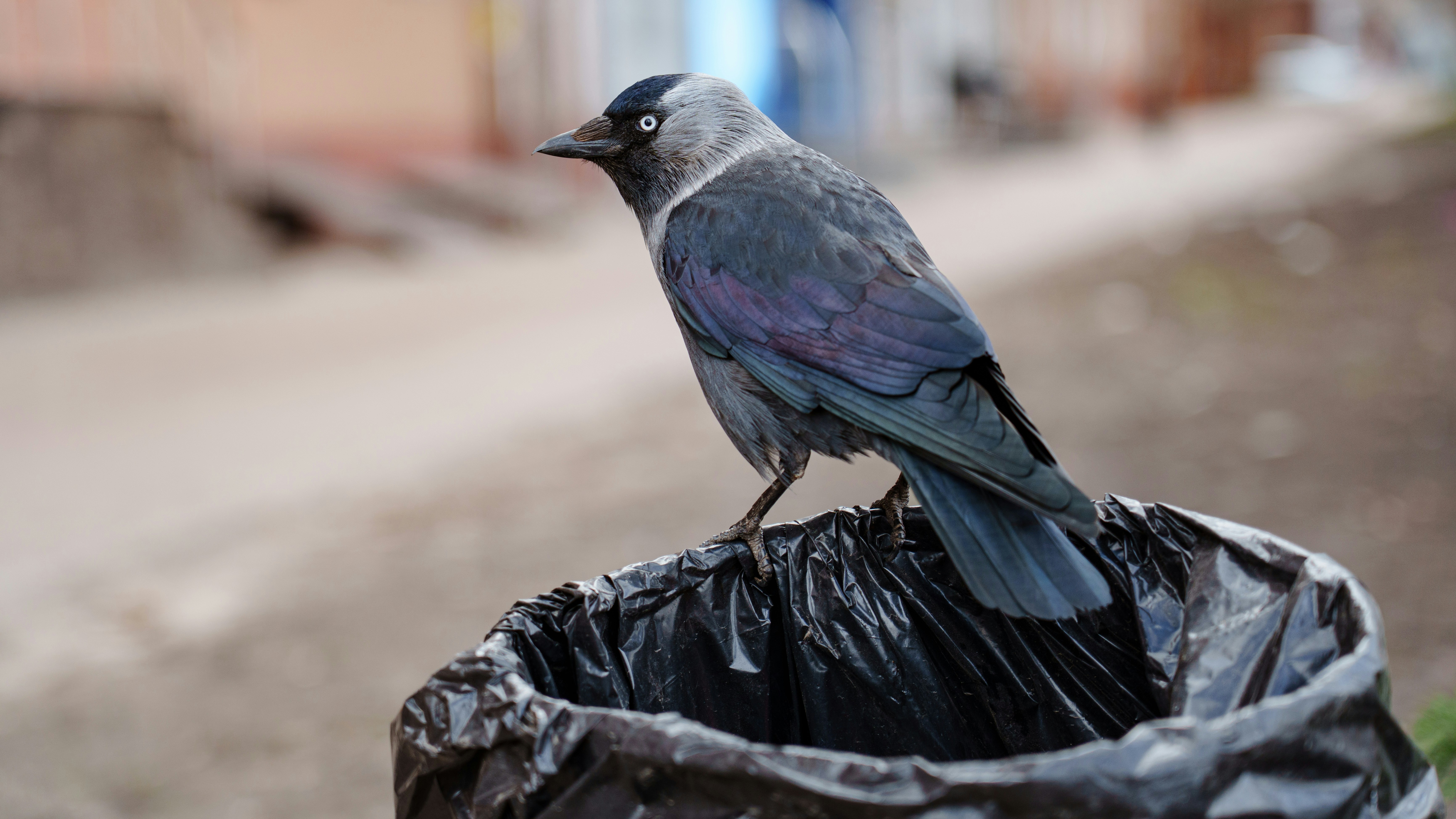 Pigeon on a Crumpled Can: An Alley Portrait in Soft Morning Light