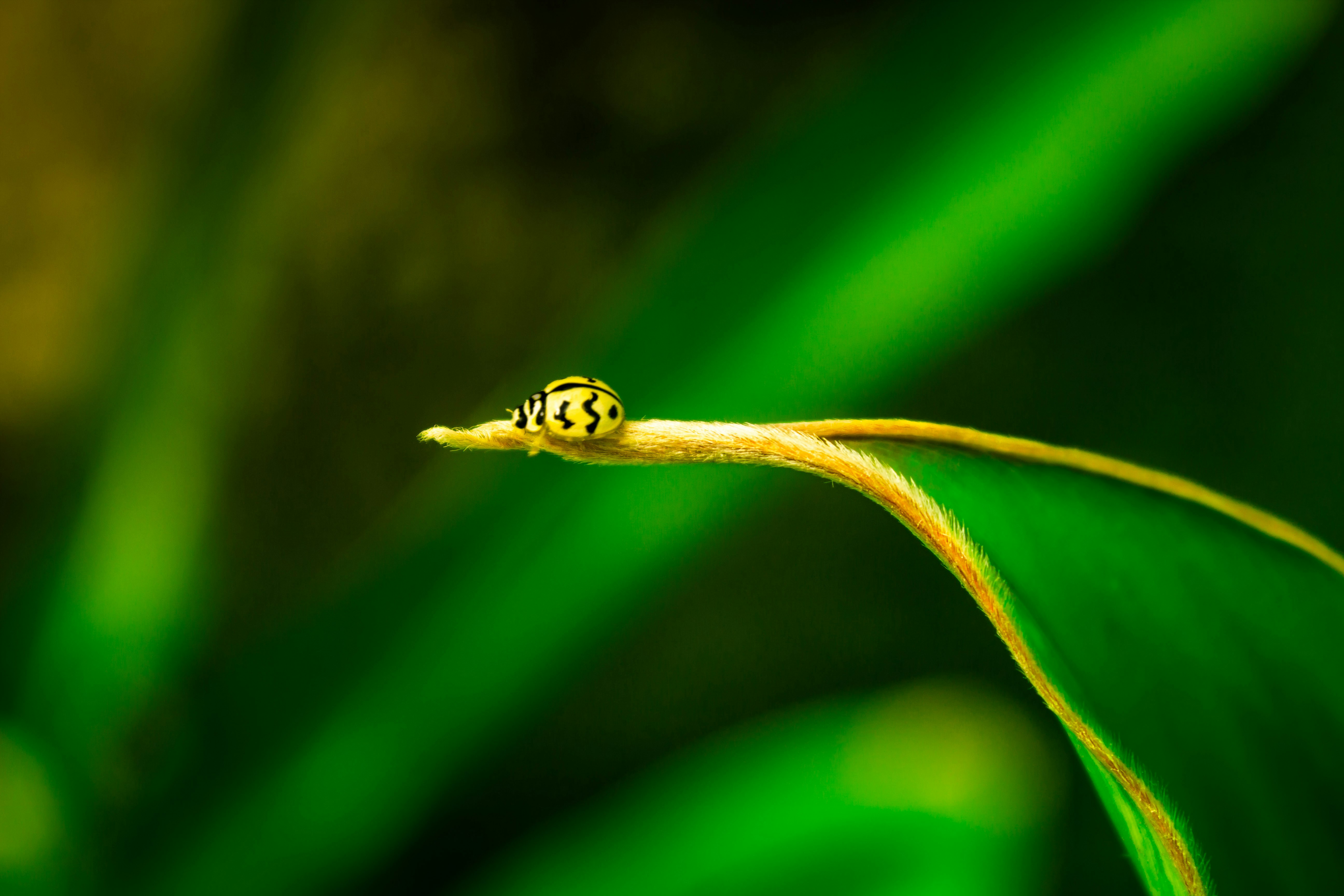Close-up of a slender aquatic creature resembling a pipefish against a vibrant green backdrop.