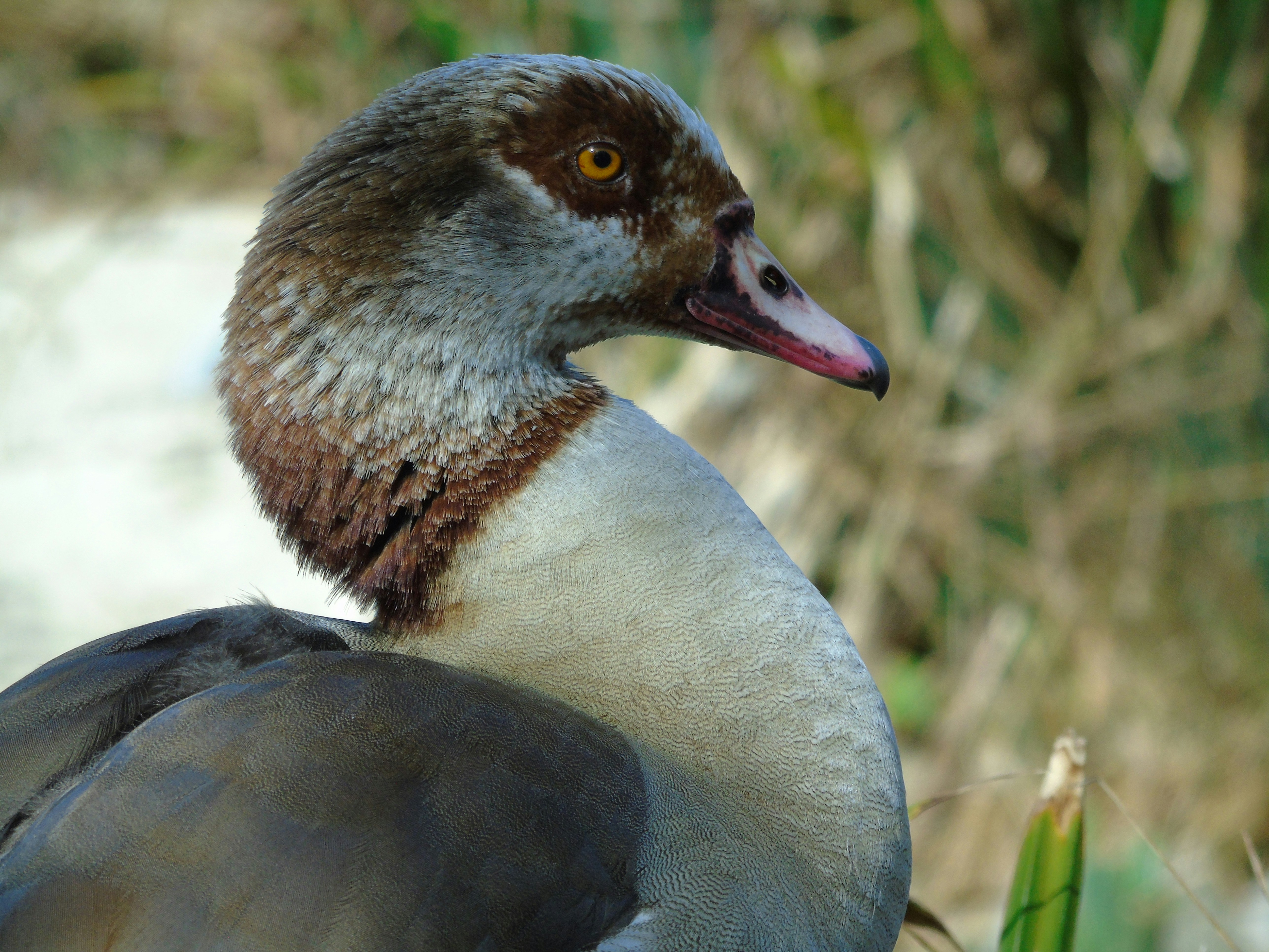 Close-up of an Egyptian goose with detailed plumage and a soft-focus natural background.