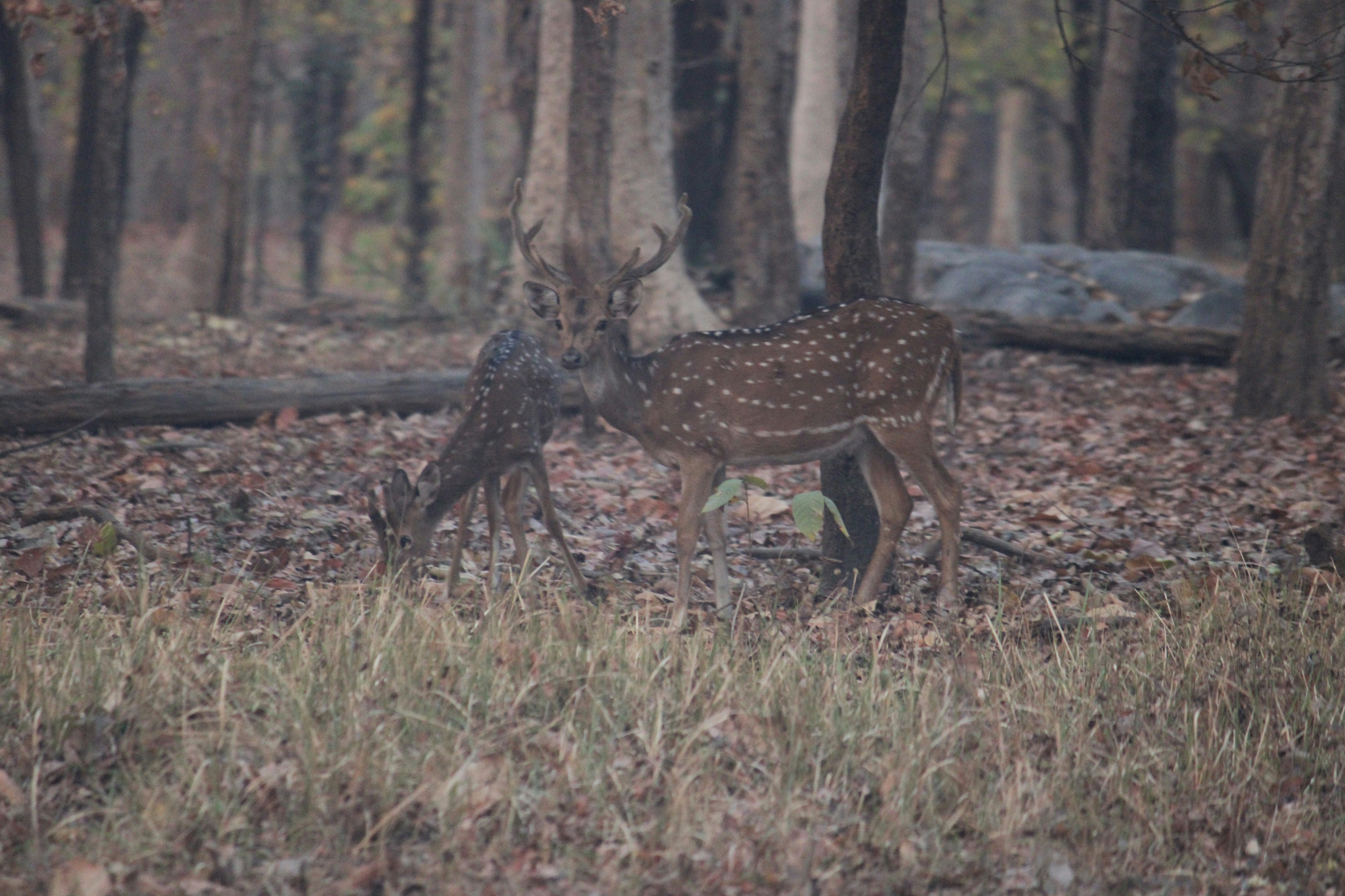 Quiet Encounter in the Woodland