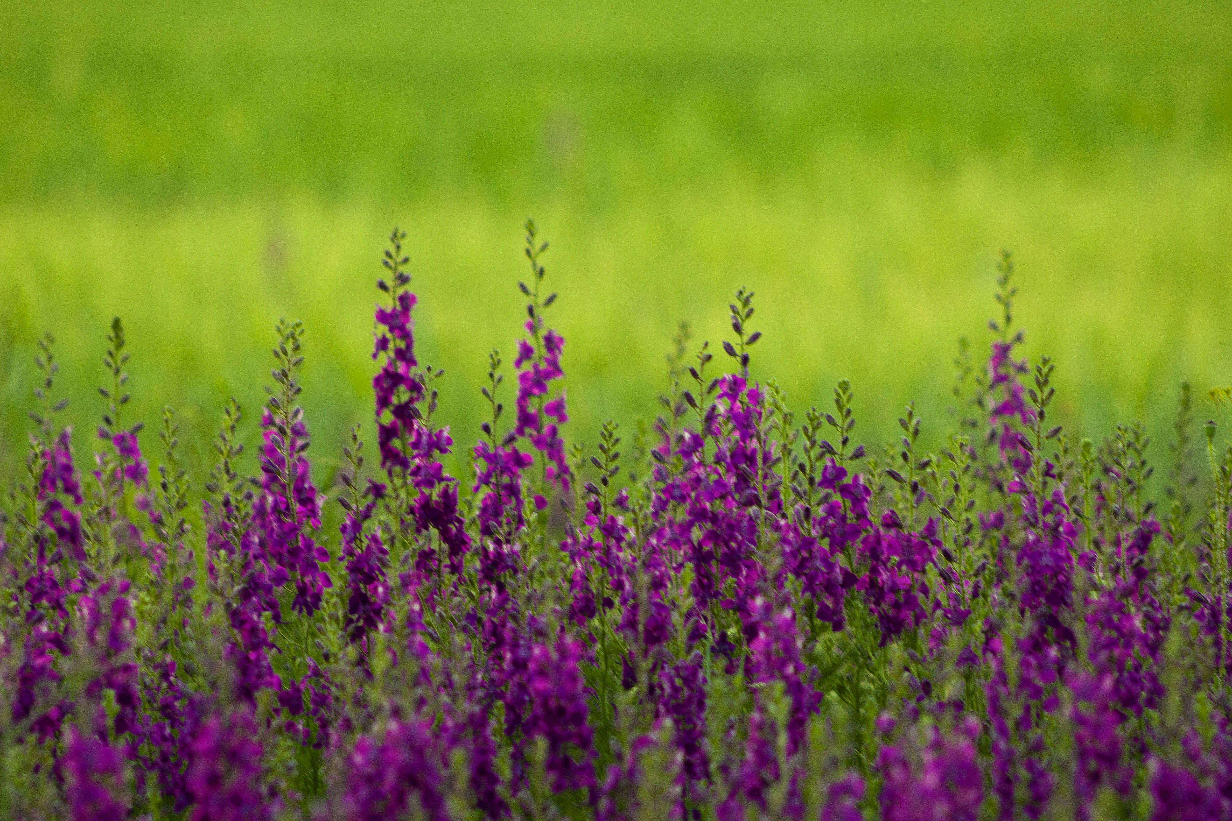 Purple wildflowers stand tall in front of a vivid green field under soft lighting.
