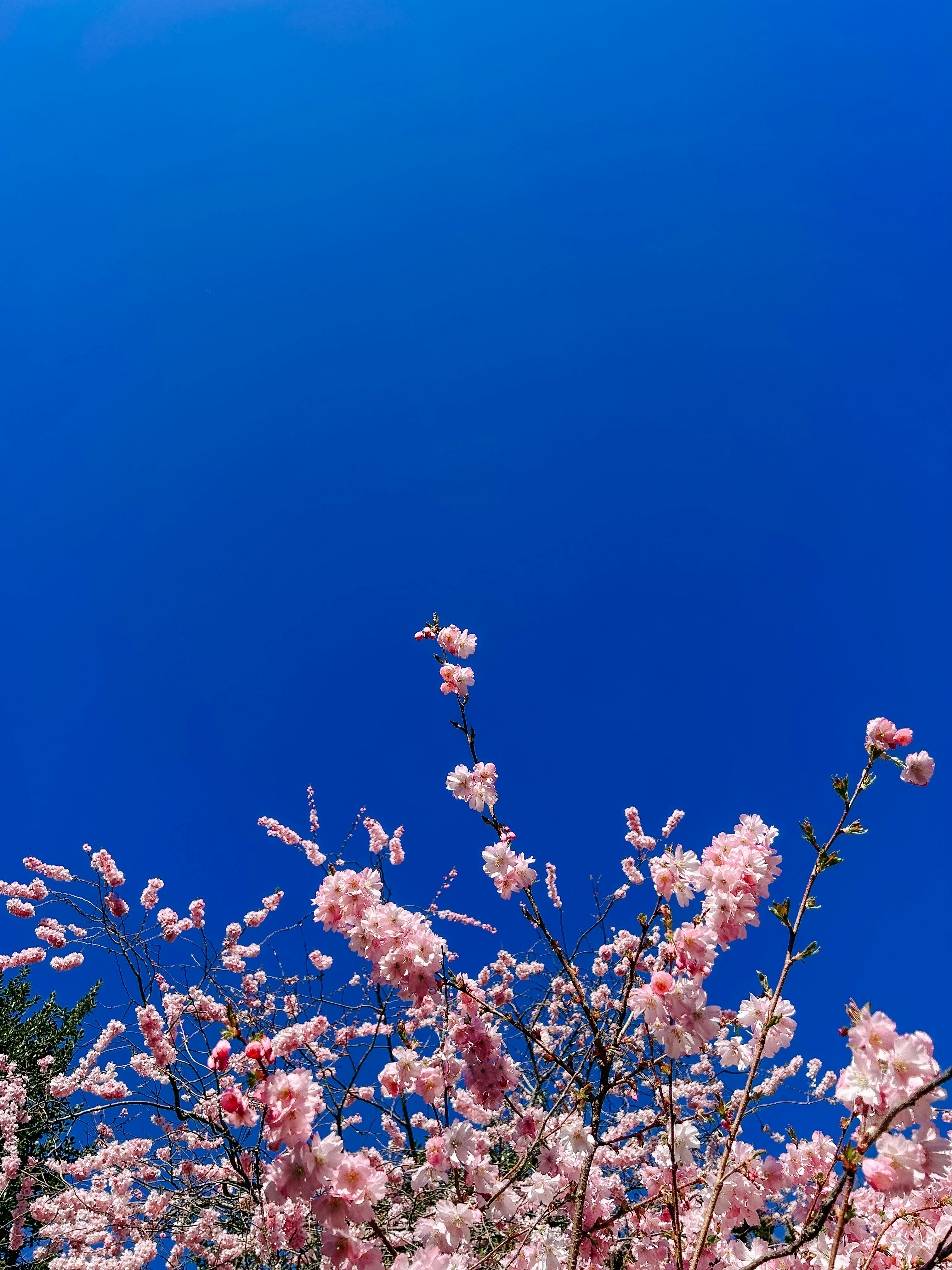 Photo by Toa Heftiba with Apple iPhone 14