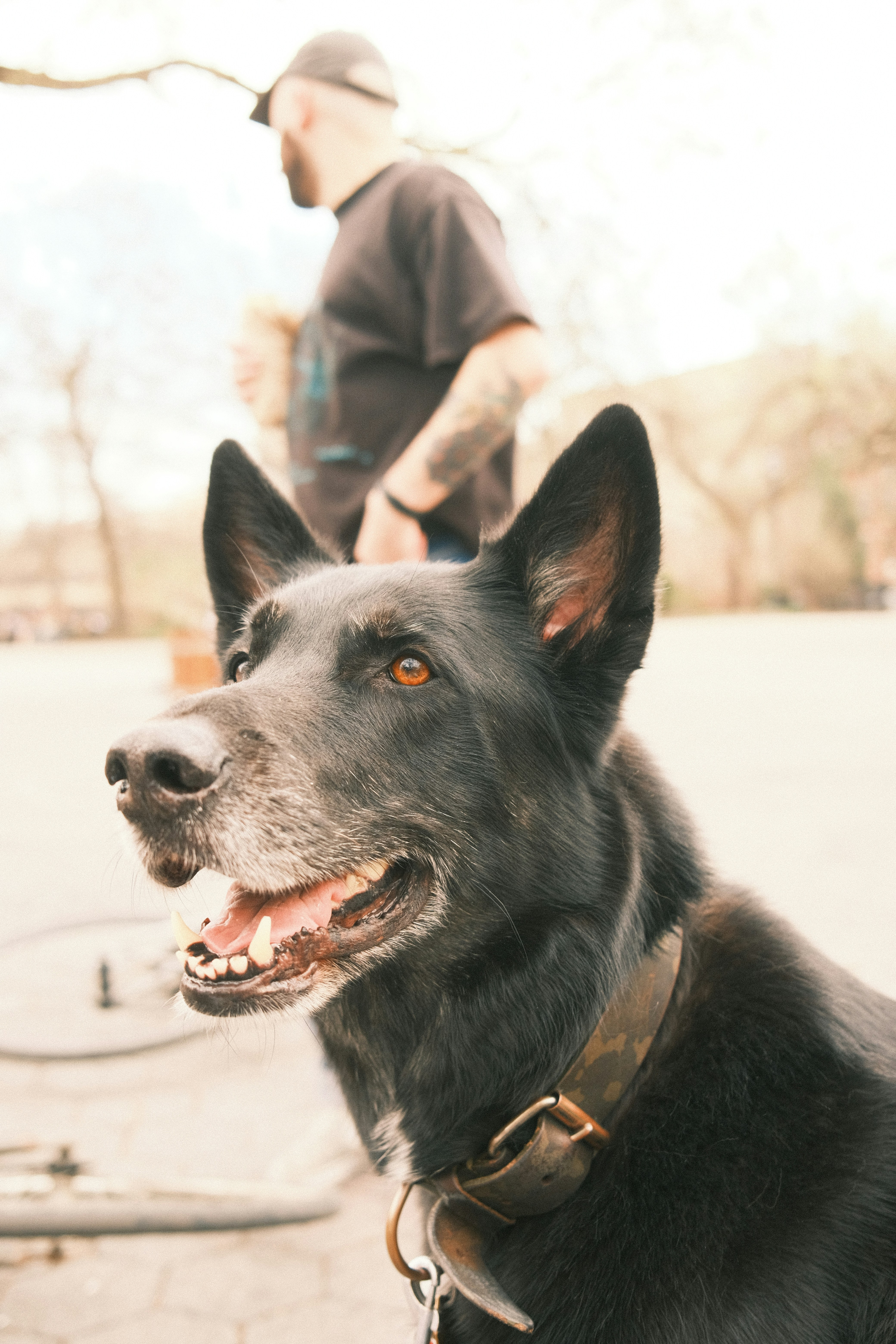 Amber-eyed Guardian: A Black Hound in the Park