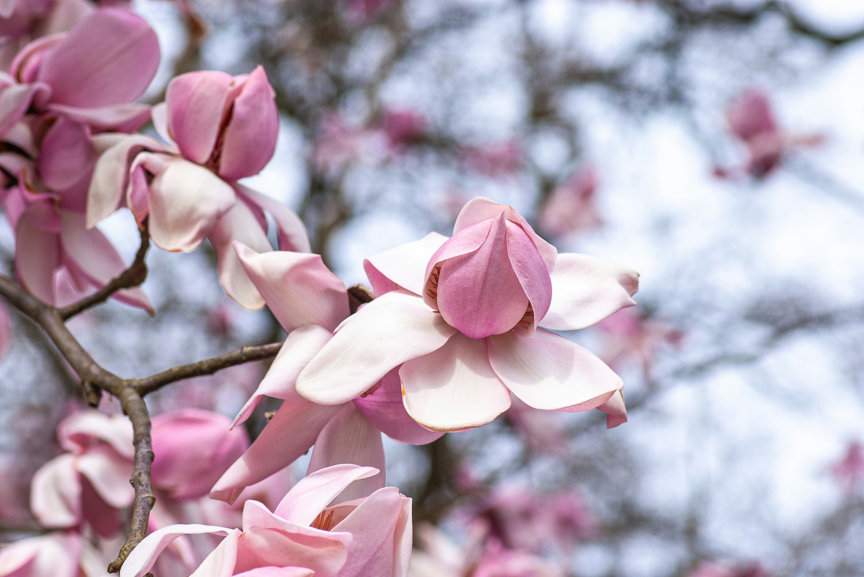 Pink magnolia flowers in bloom. photo – Free Flowers Image on Unsplash
