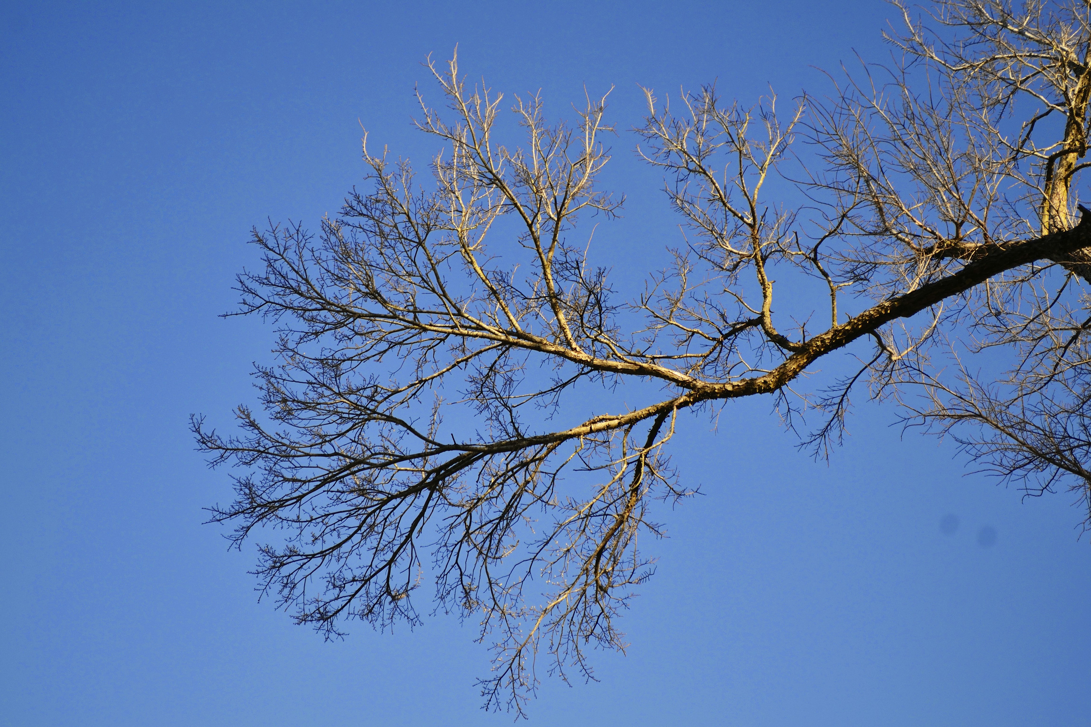 Leafless tree branch stretching into a vivid blue sky.
