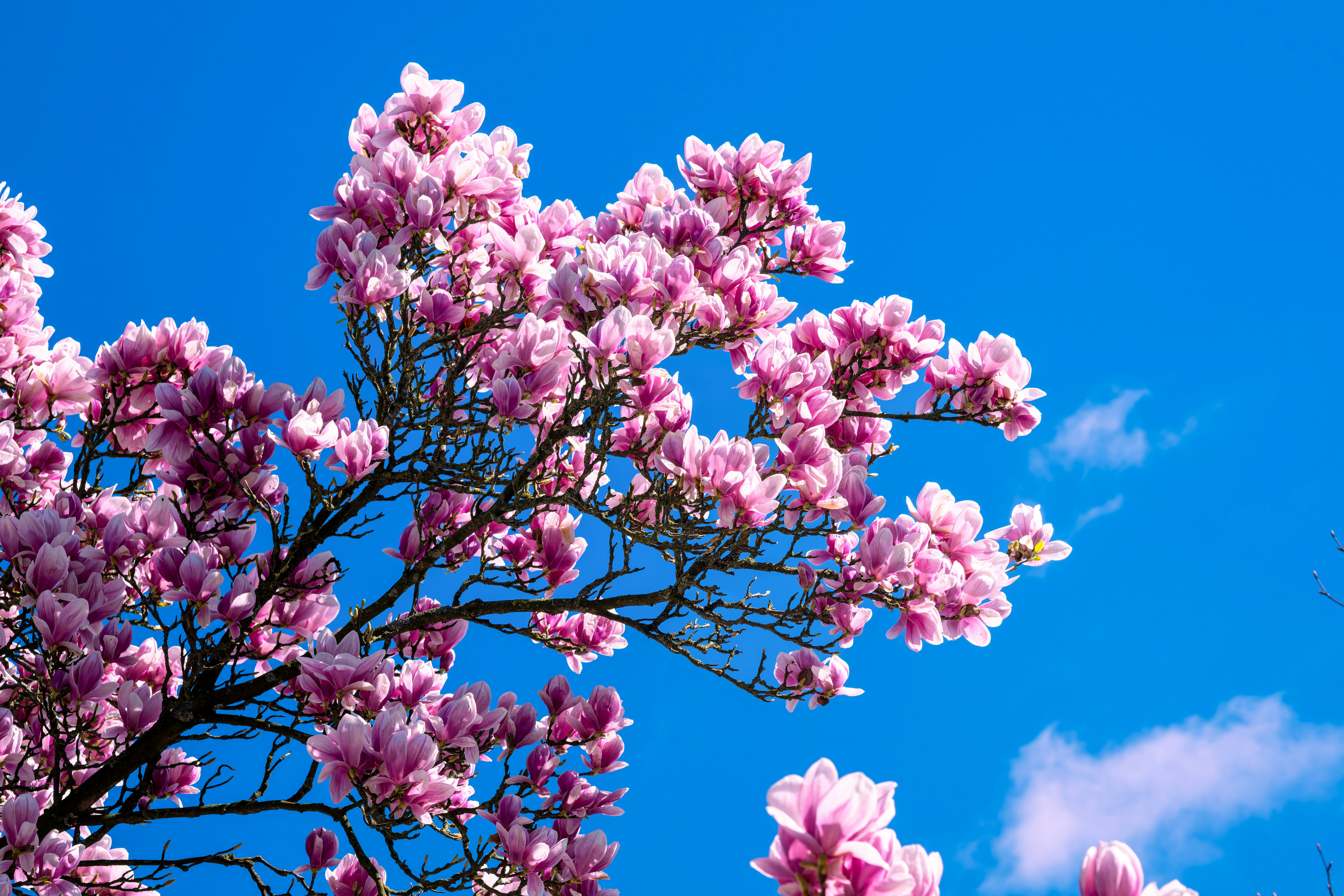 Vibrant pink magnolia blossoms contrasted against a bright blue sky on a sunny day.