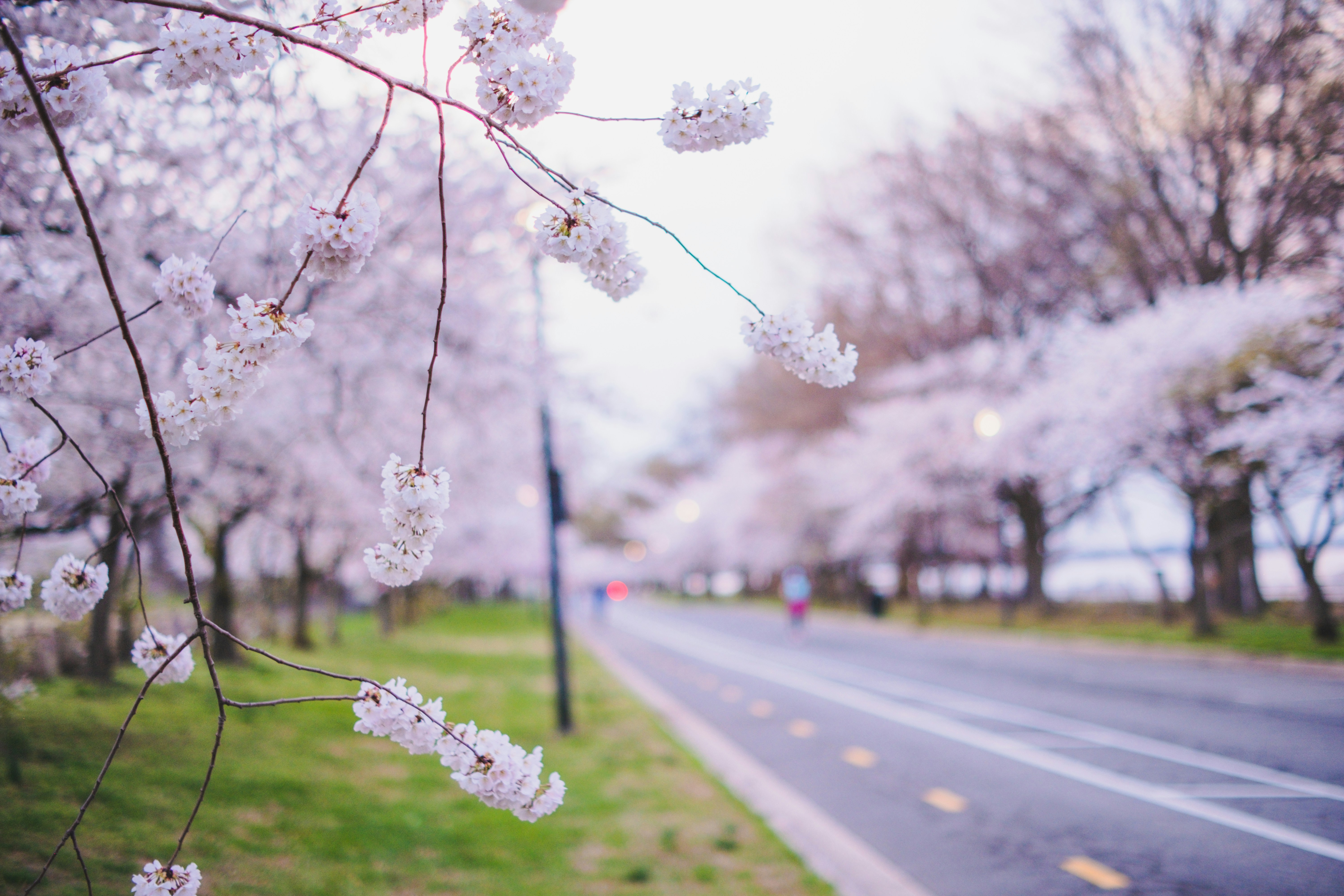 Blossoms Framing a Quiet Autumn Lane