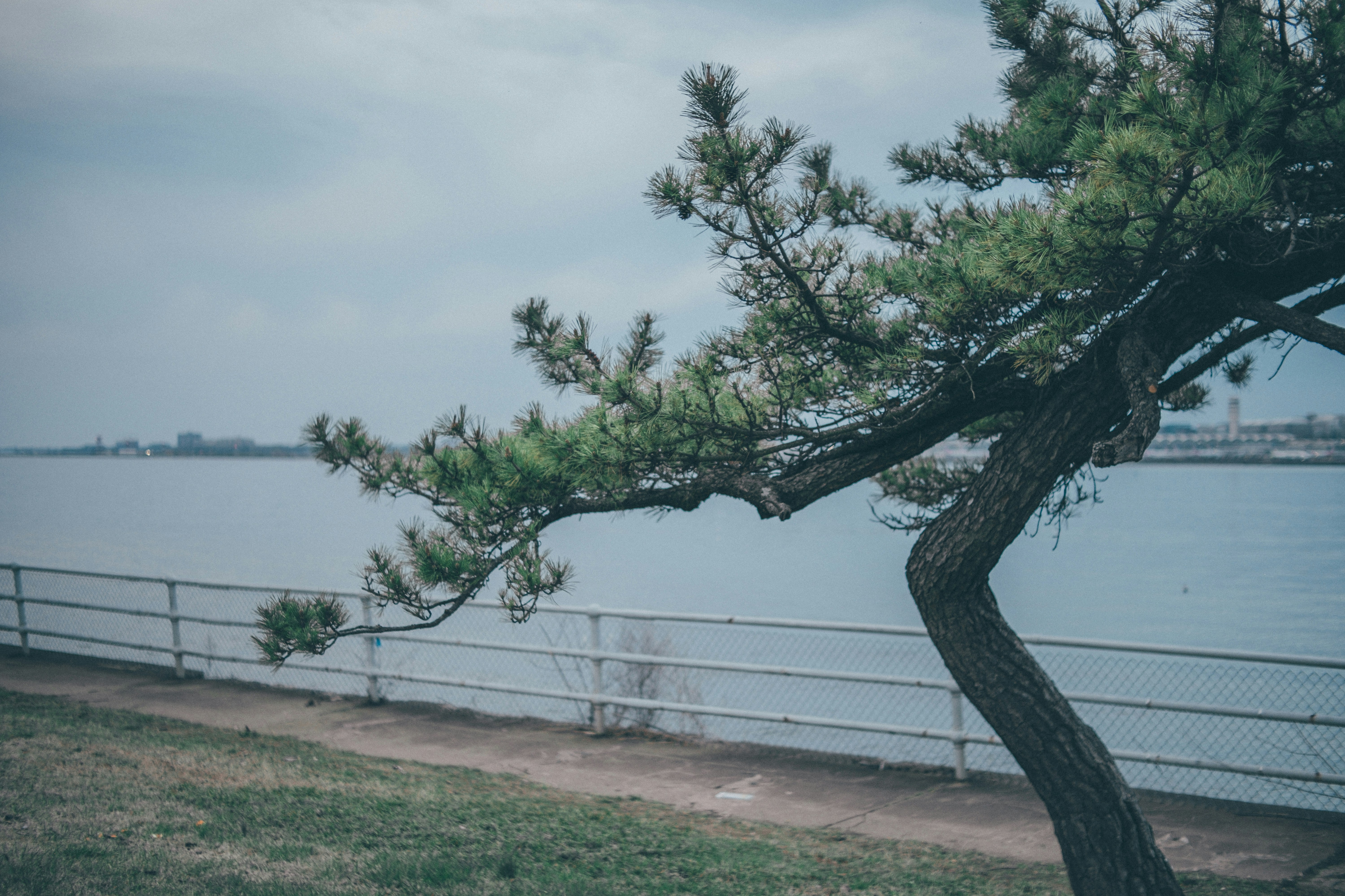 Windswept tree leaning over a calm waterfront with a distant railing and overcast sky.