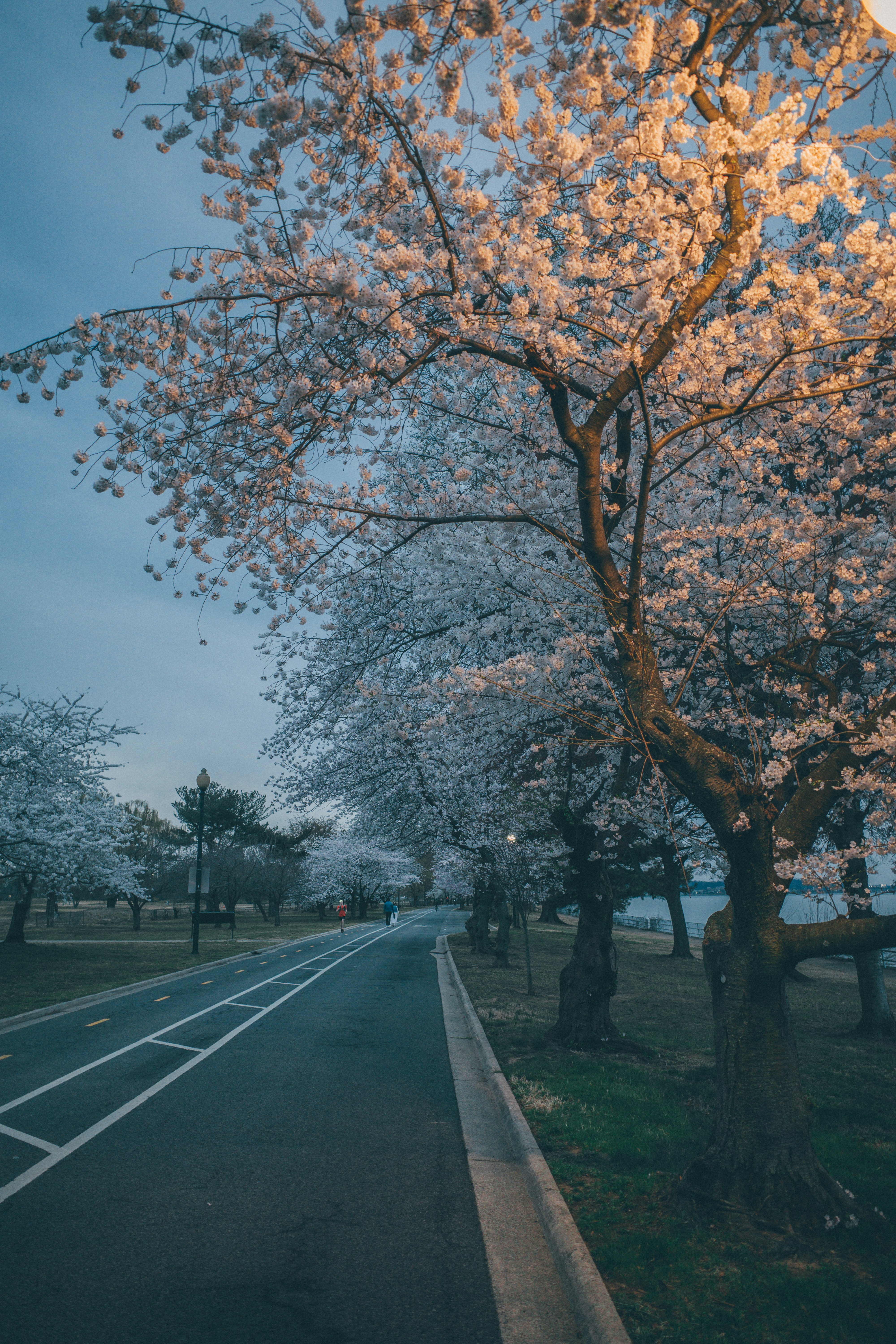 Cherry-Canopy Avenue: A Quiet Walk Through Blooming Light