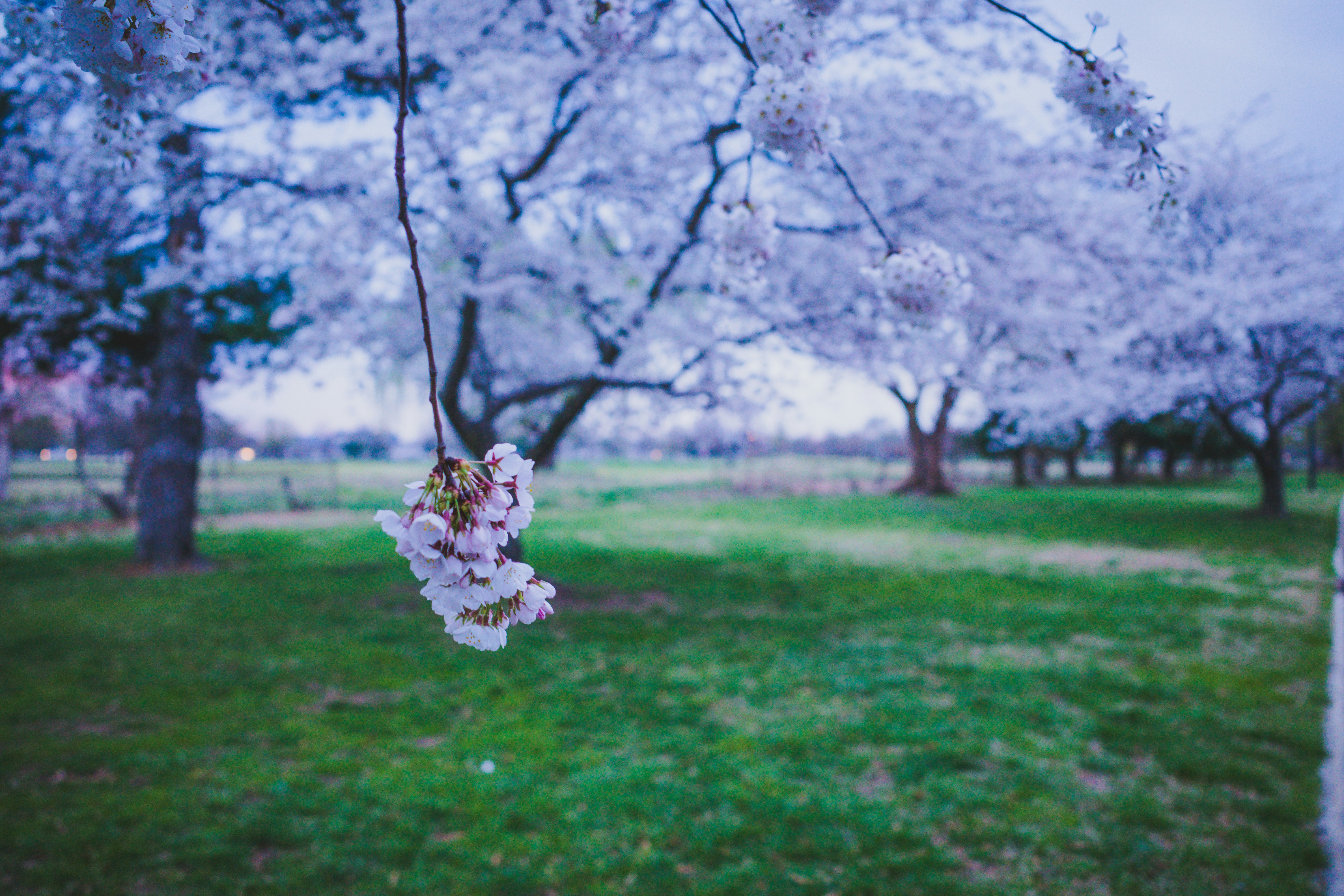 Single Cherry Blossom in a Quiet Orchard: A Sharp Focus Against Soft Spring Blur