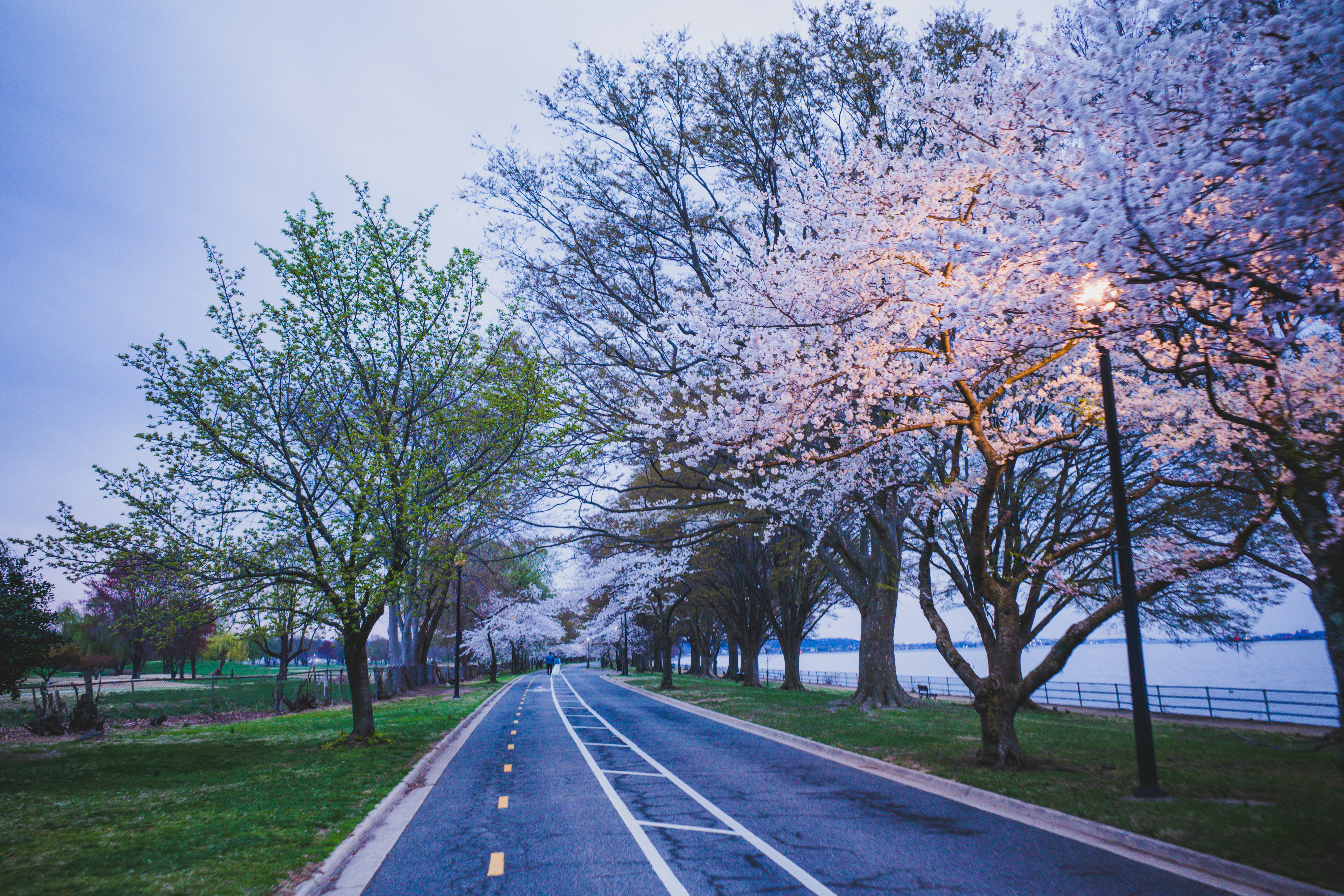 Petal-Arch Road: A Spring Avenue Toward the Quiet Horizon
