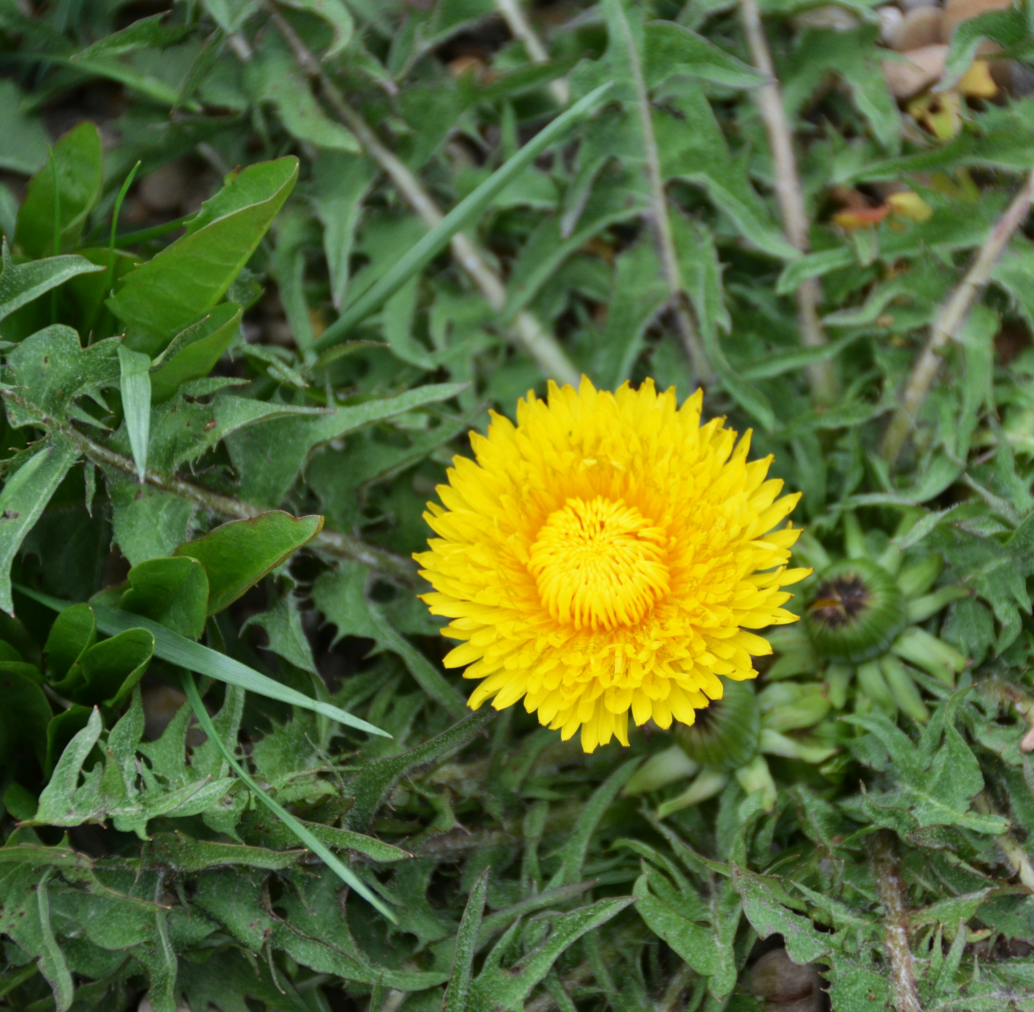 Early Spring Dandelion in bloom