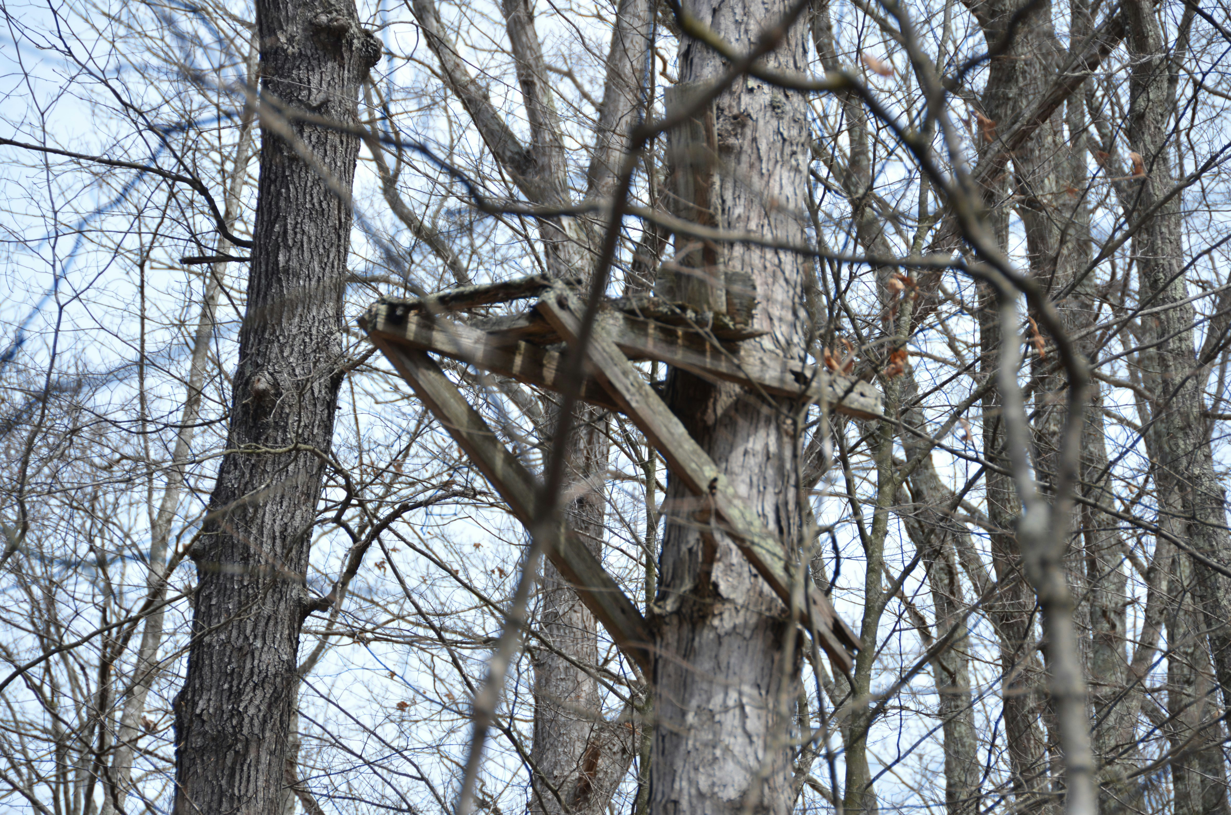 Between Branches: A Weathered Tree House Hidden in Winter Silence