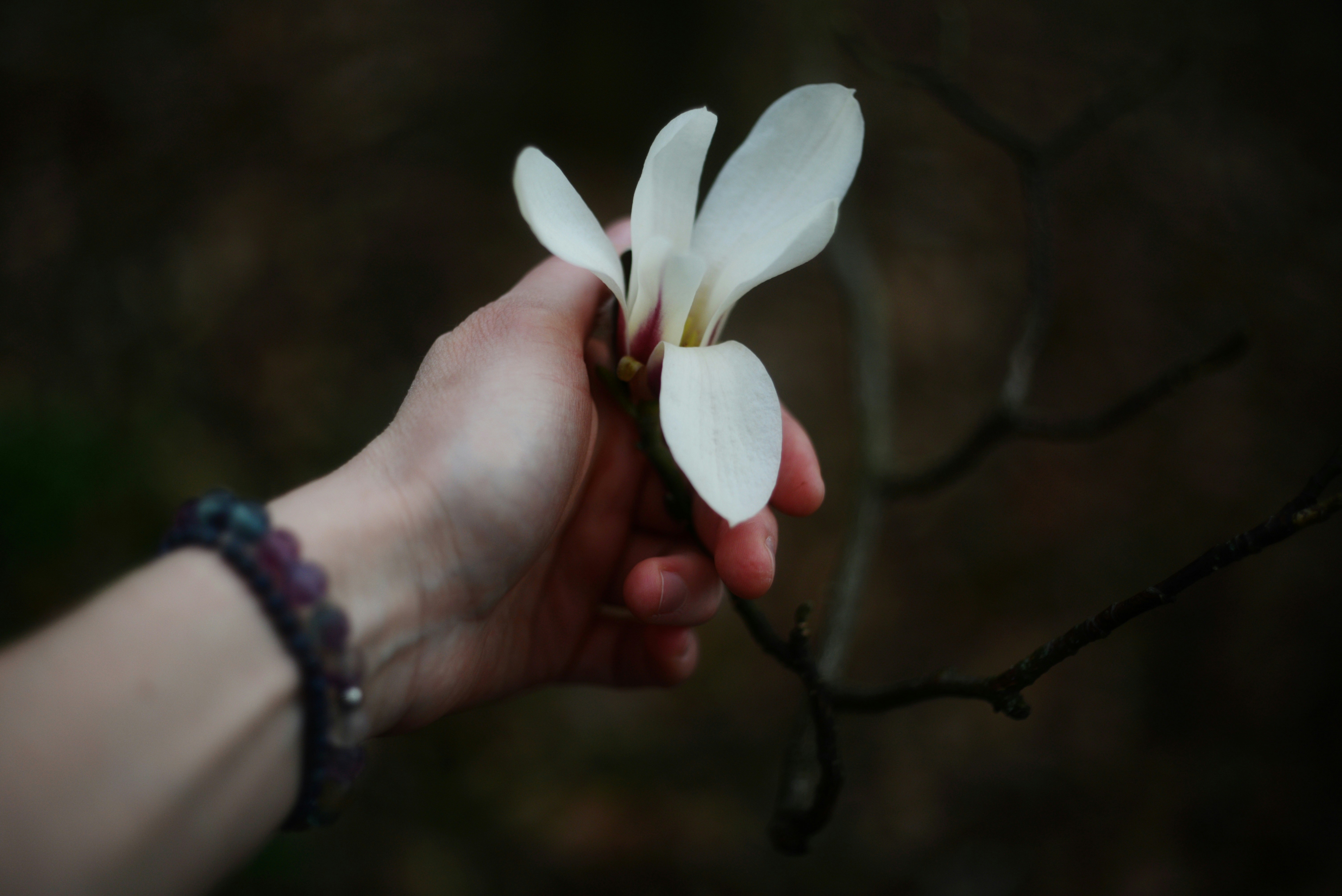 Petal Grip: A Quiet Magnolia in Focus
