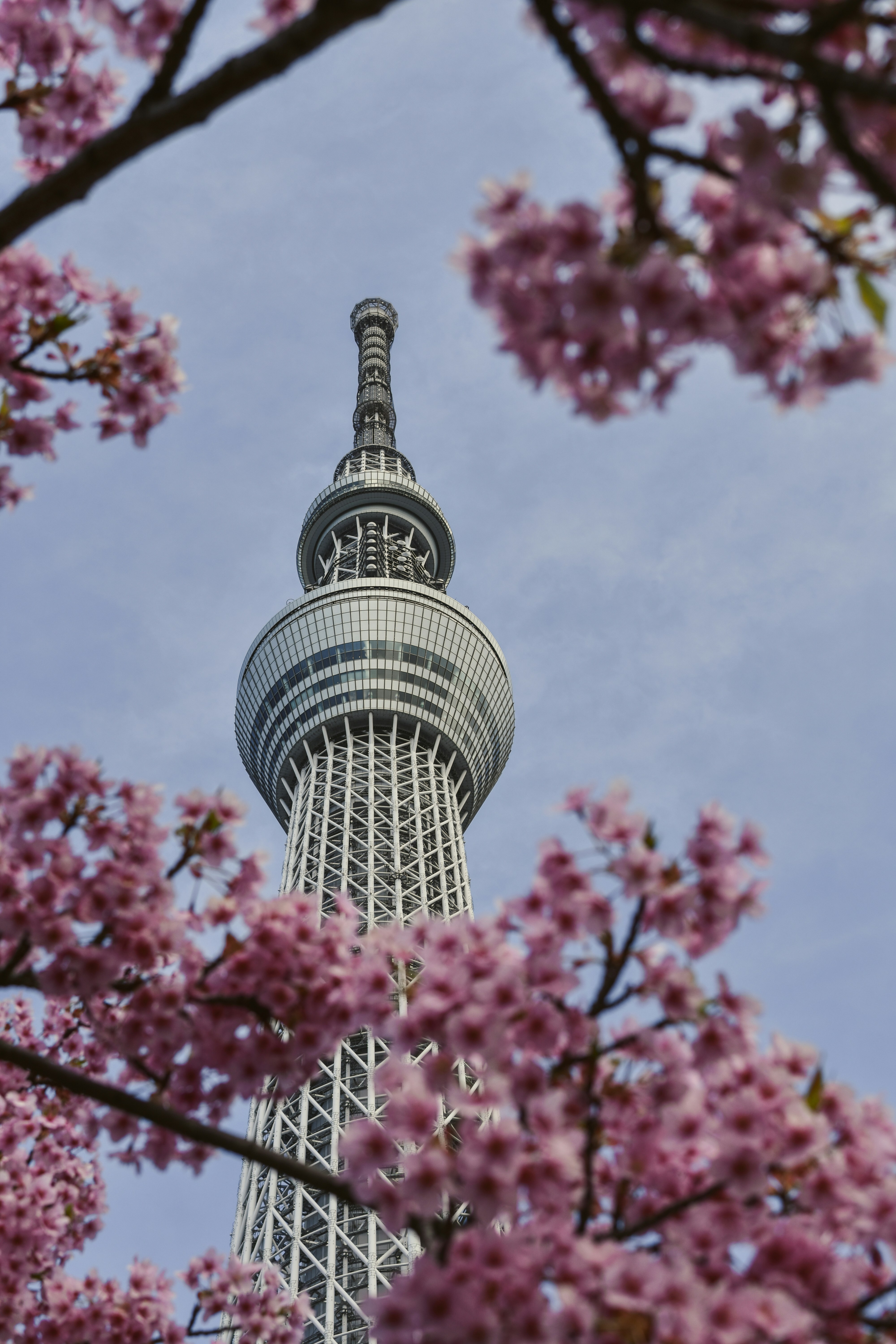 Tokyo skytree peeking through blooming cherry blossoms. photo – Free Building Image on Unsplash