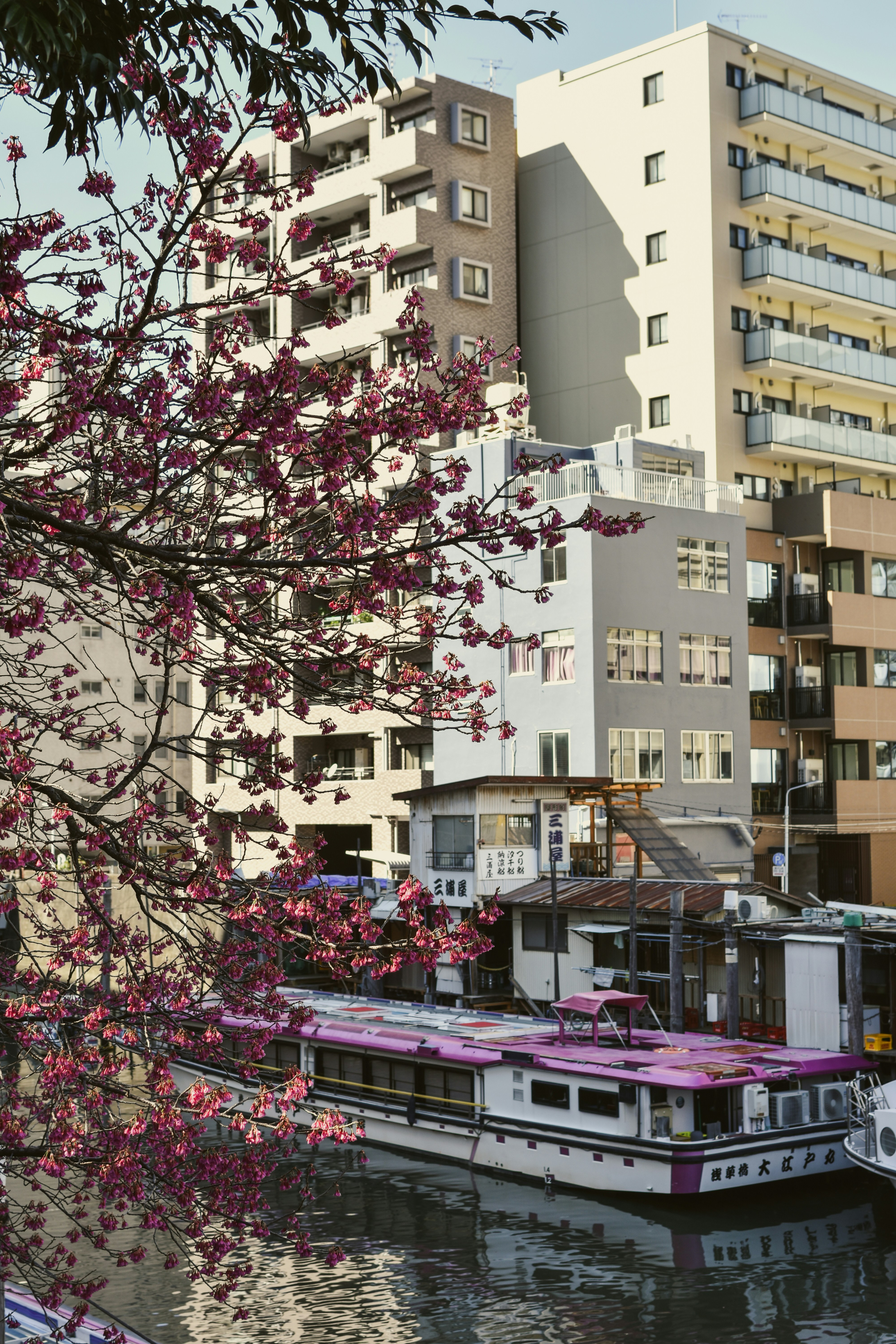 Cherry blossoms frame a canal with a boat, set against a backdrop of modern city buildings.