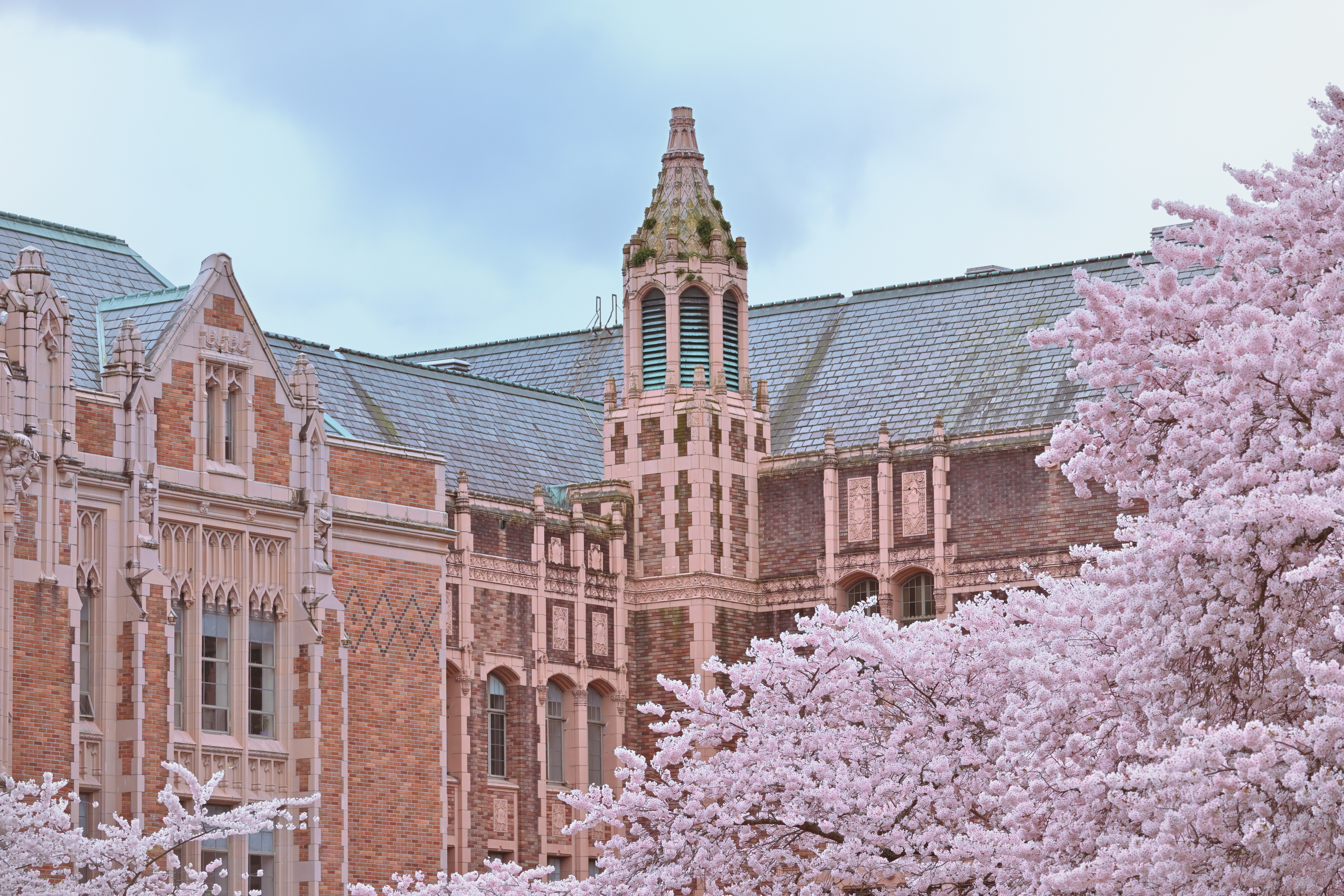 Pink Bloom over Brickwork: Springlight on a Campus Tower