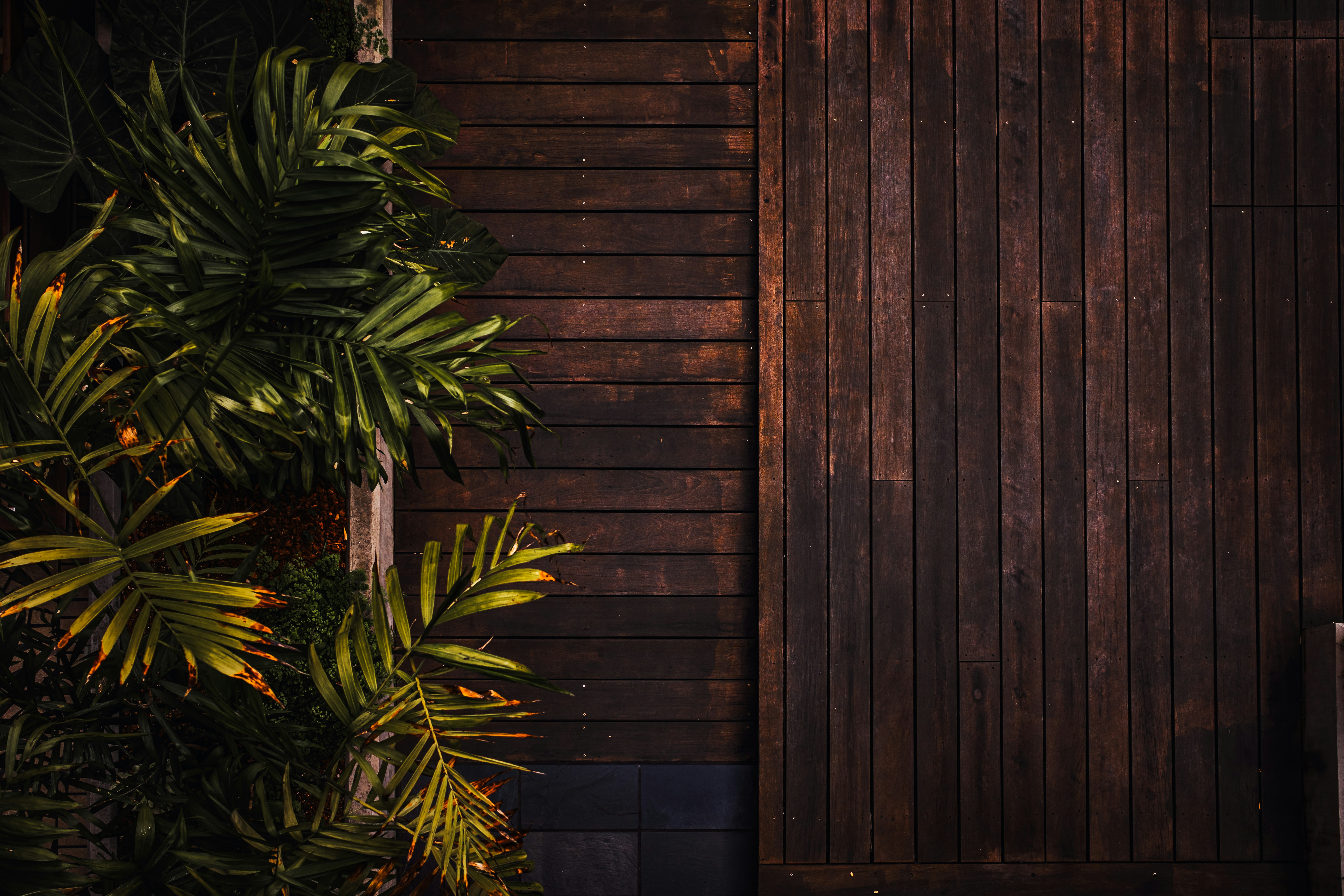 Lush green tropical plants beside a dark wooden wall with warm lighting.