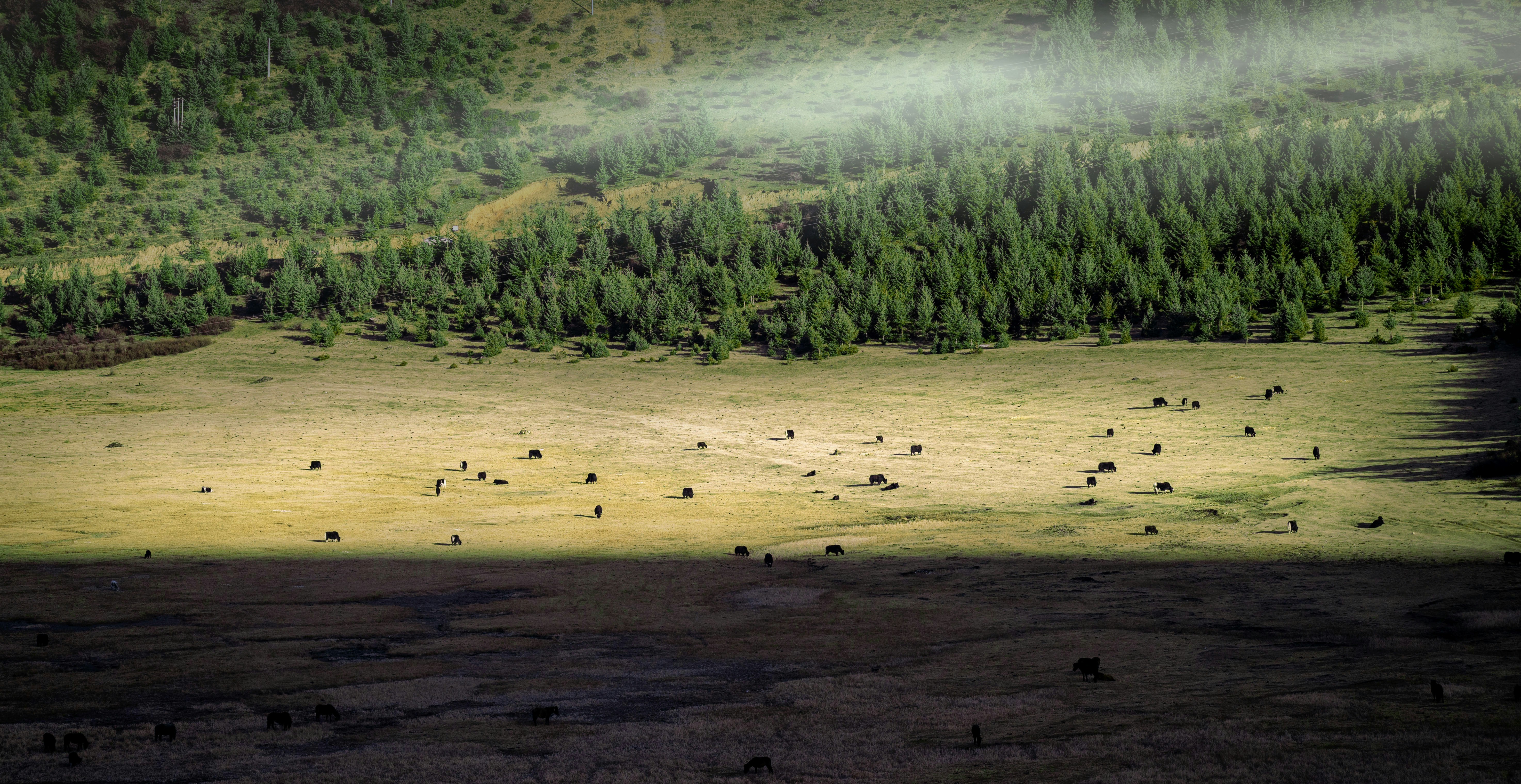A forest meets a field under a cloudy sky. photo – Free Mountains Image ...