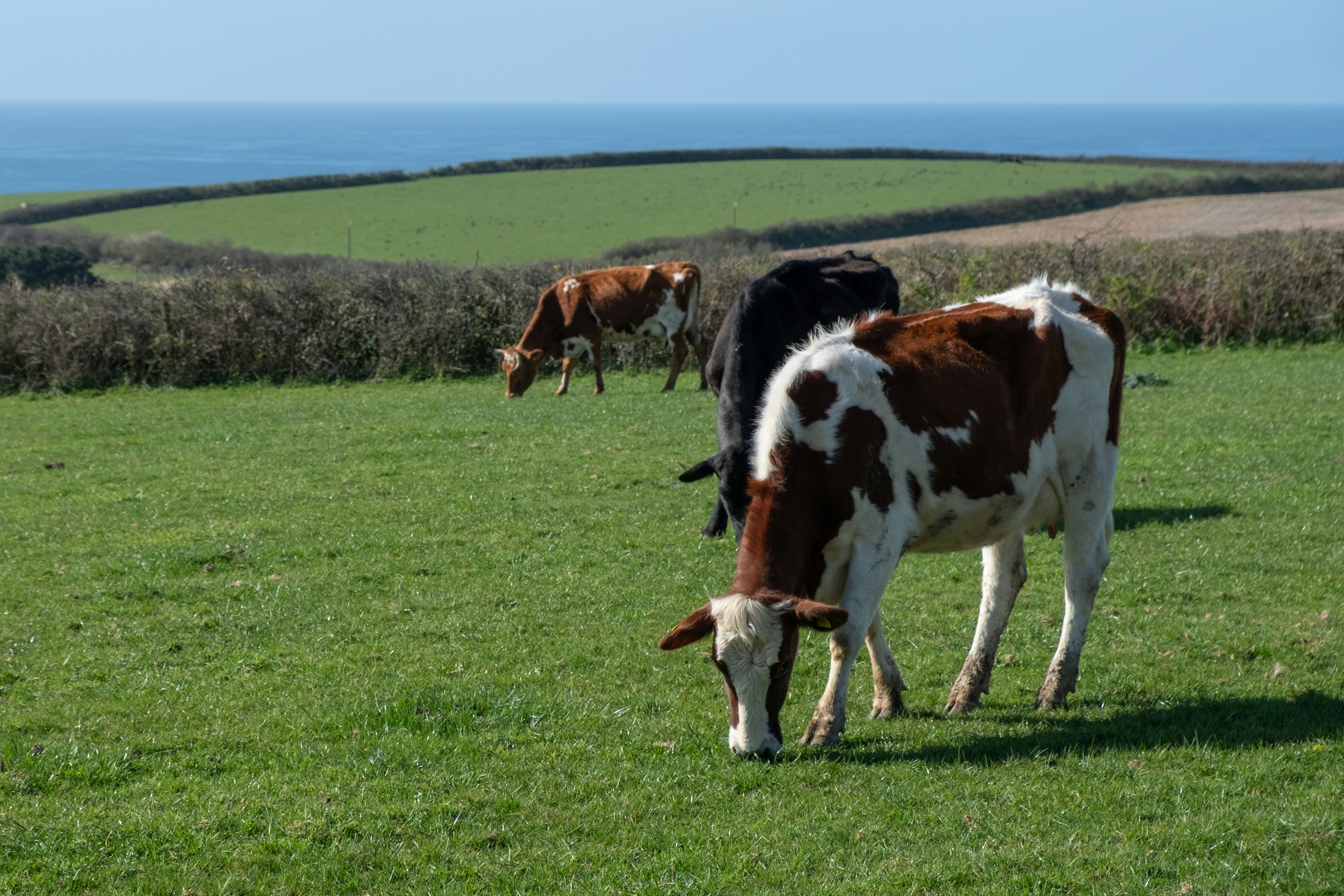 Foreground Grazer: A Brown-and-White Cow in a Sunlit Coastal Meadow