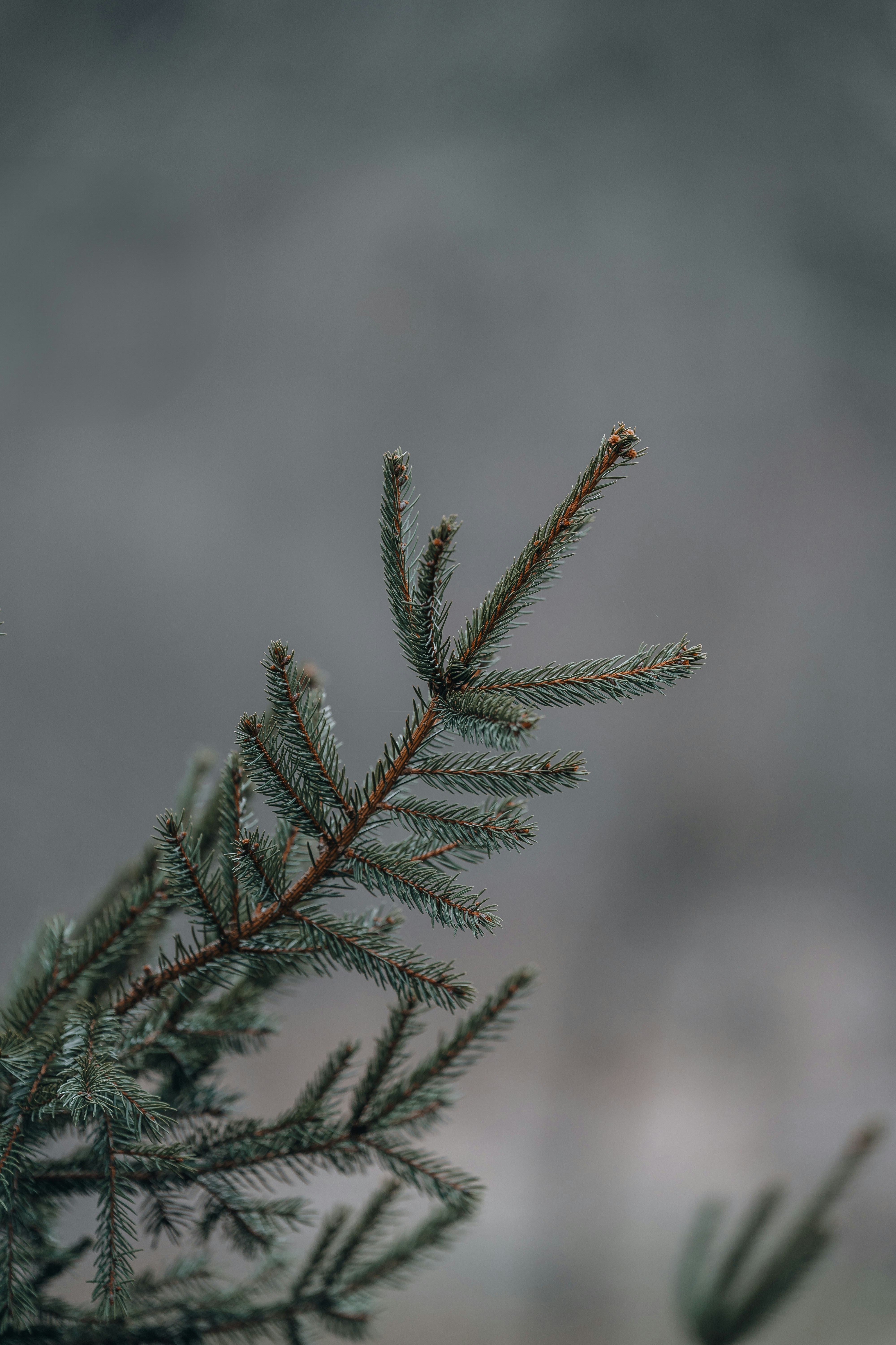 A pine branch against a blurred background.