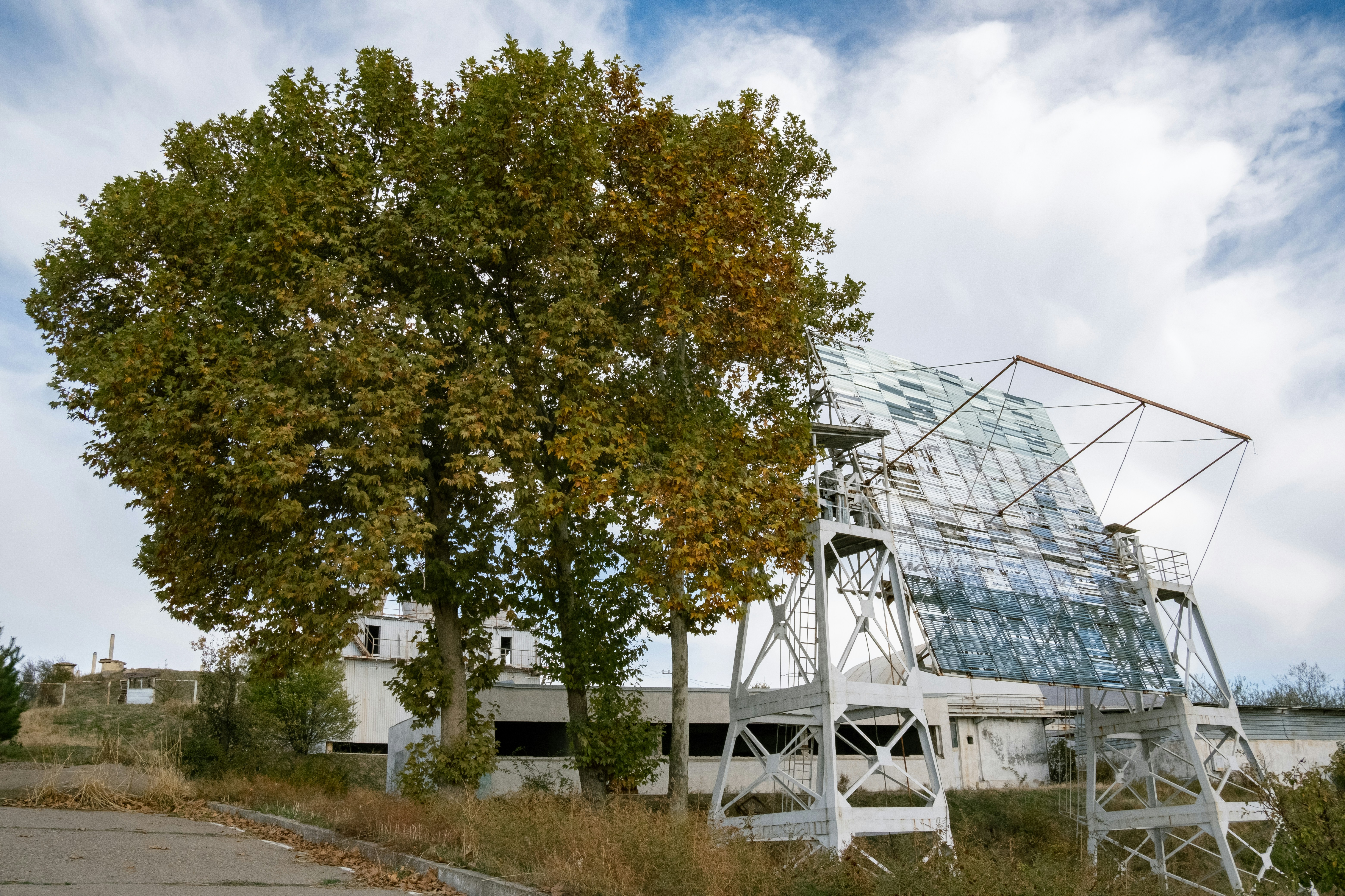 Autumn Tree Framed by a Glass-Sheathed Modernist Structure