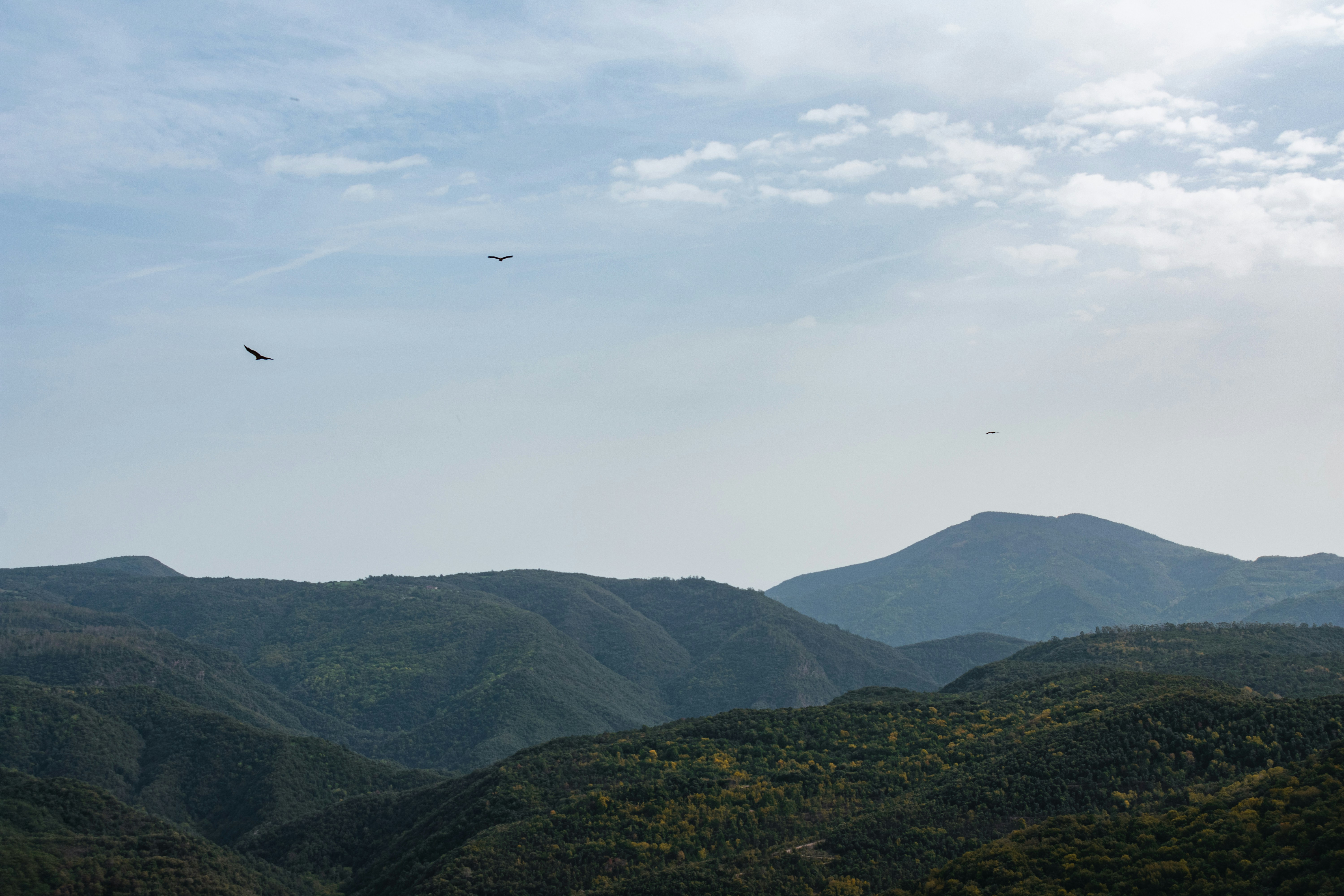 Ridgeline Sky: Birds Trace a Quiet Horizon