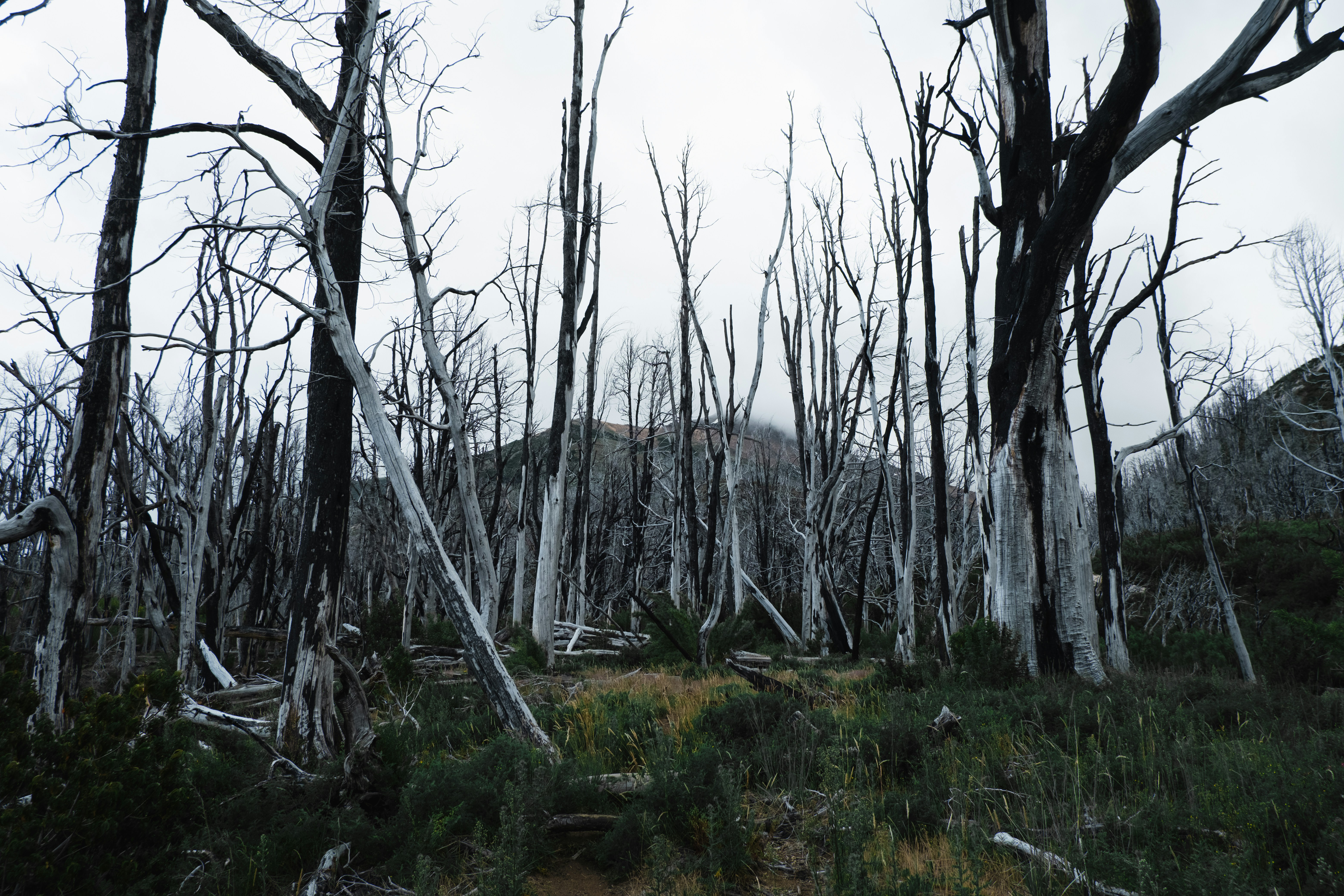 Whispering Echoes of the Forest