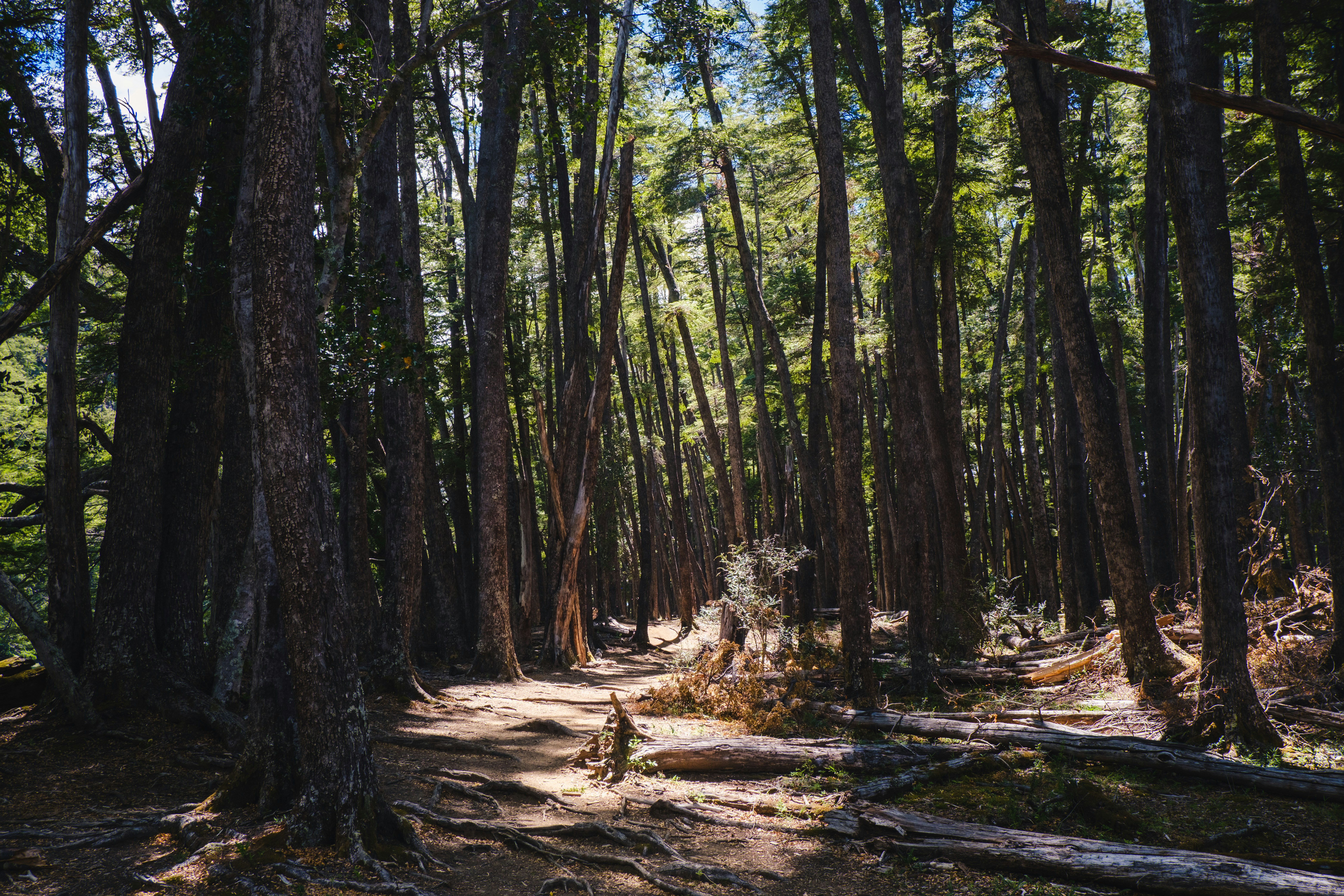 Sunlight filters through tall, dense forest trees casting shadows on a woodland trail.