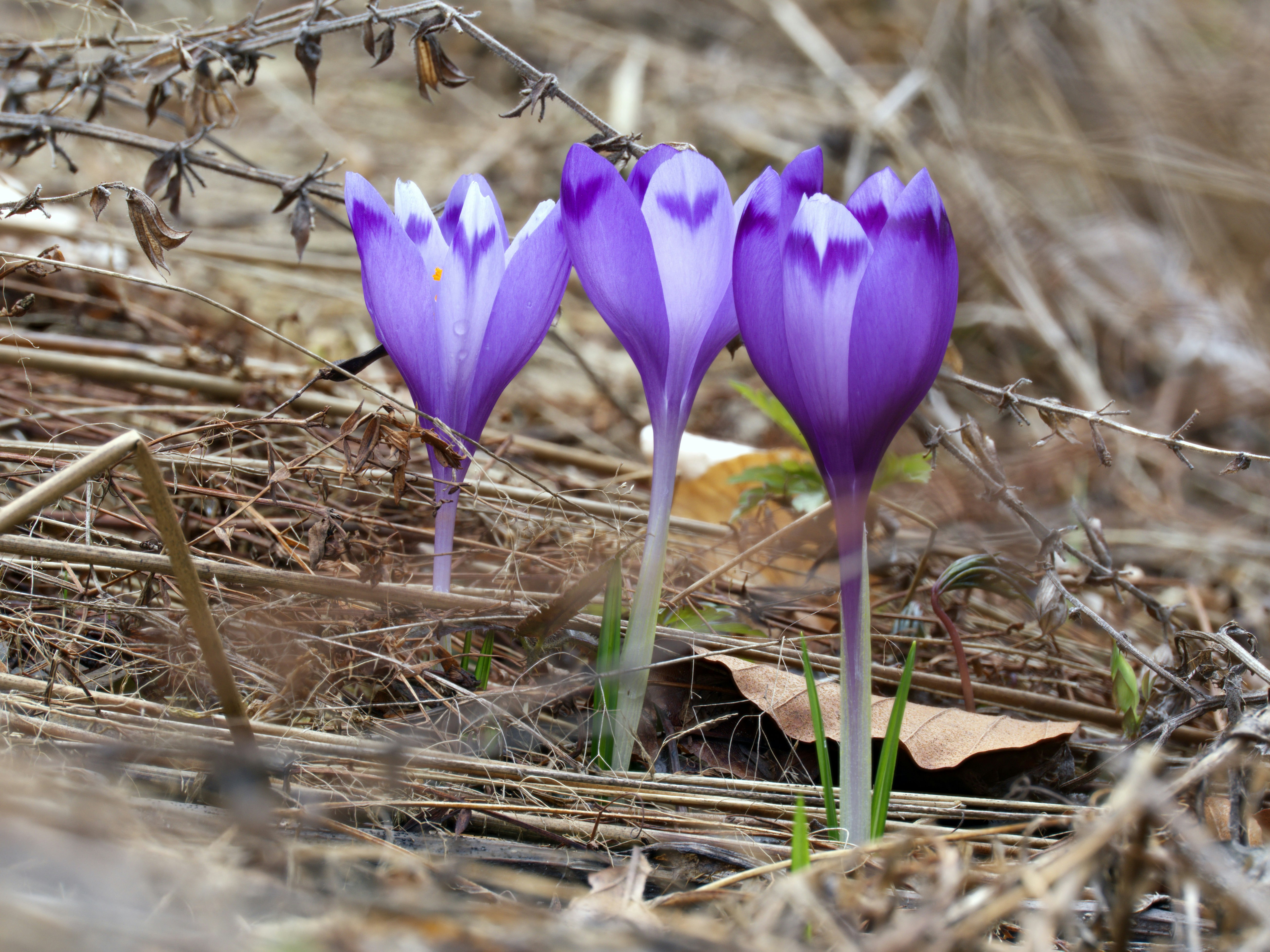 500+ Crocus Pictures [HD] | Download Free Images on Unsplash