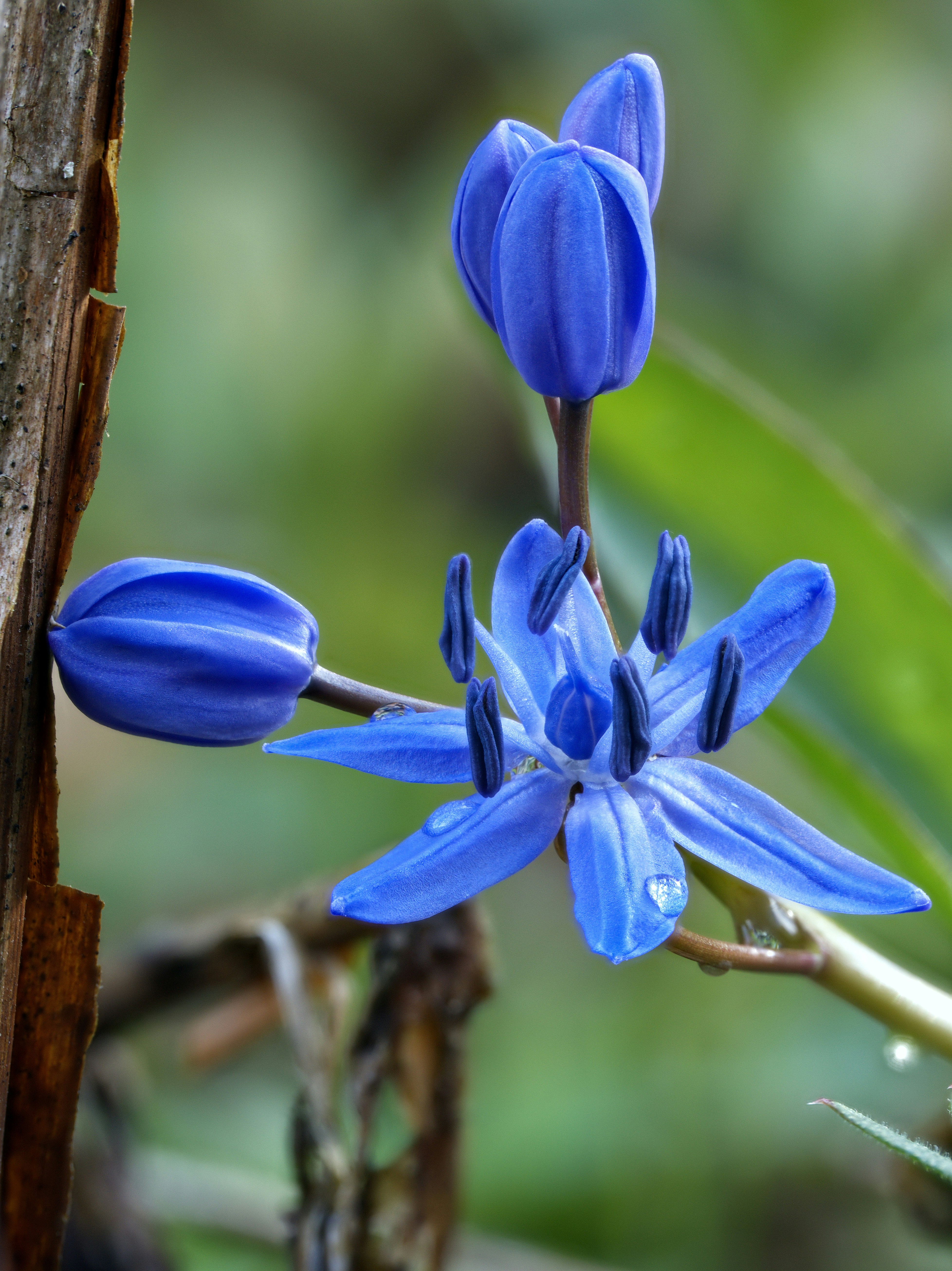 Close-up photograph of cobalt-blue flowers clinging to a weathered wooden stake. A shallow depth of field keeps the petals crisp while the background softens into green.