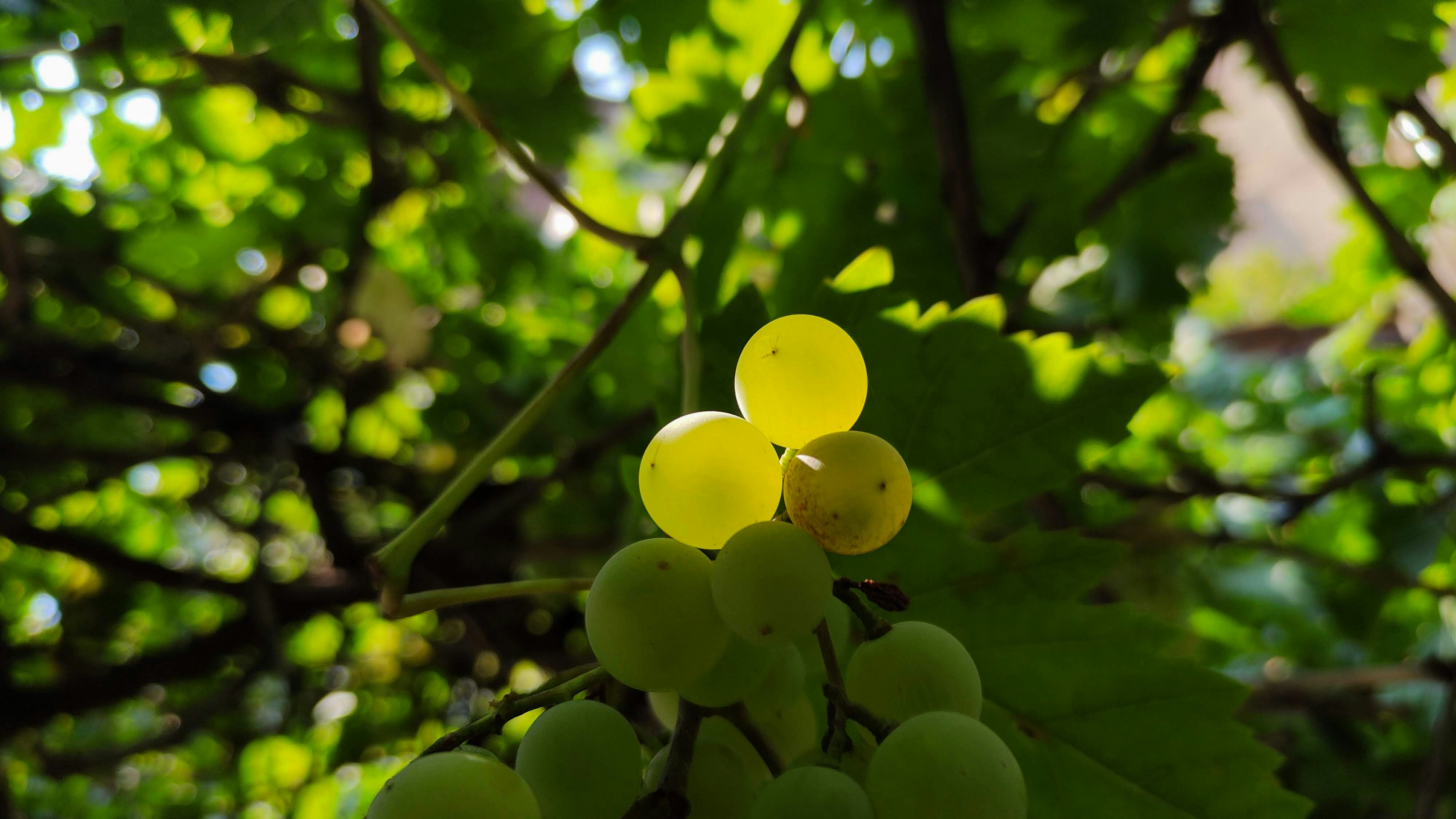 Close-up photograph of a sunlit grape cluster peeking through green leaves. The soft bokeh and natural color tones emphasize texture and depth.