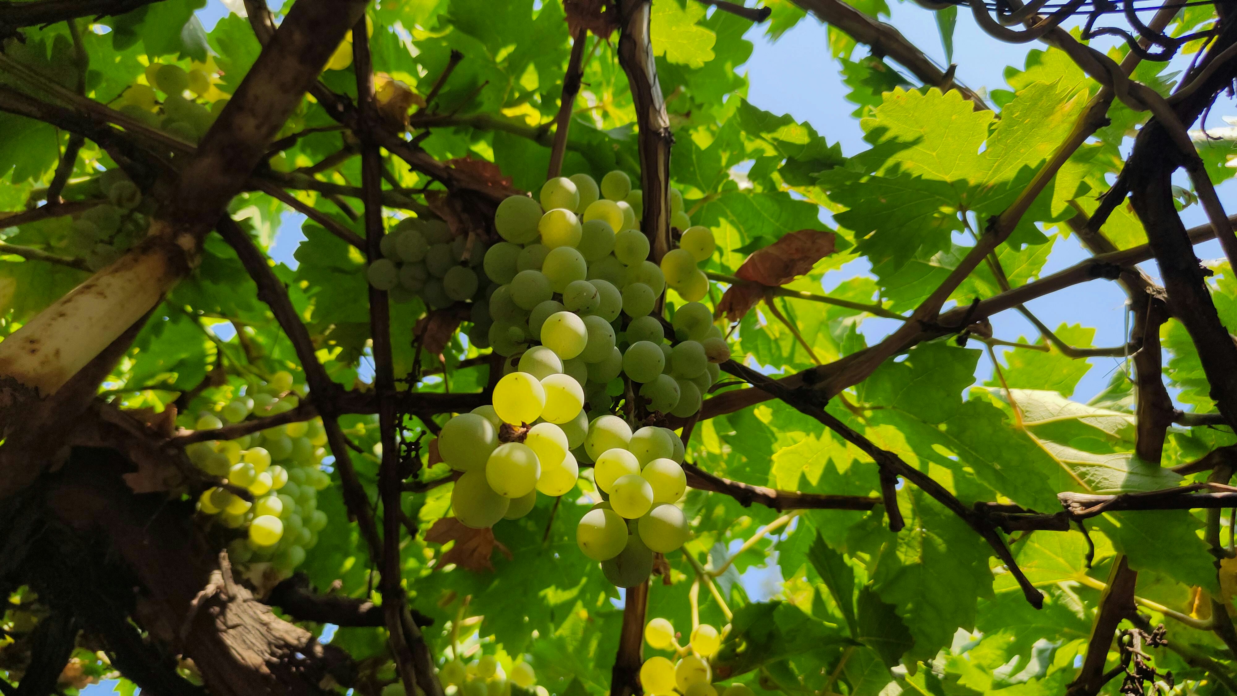 Clusters of green grapes hanging from a vine, illuminated by sunlight against a bright blue sky.
