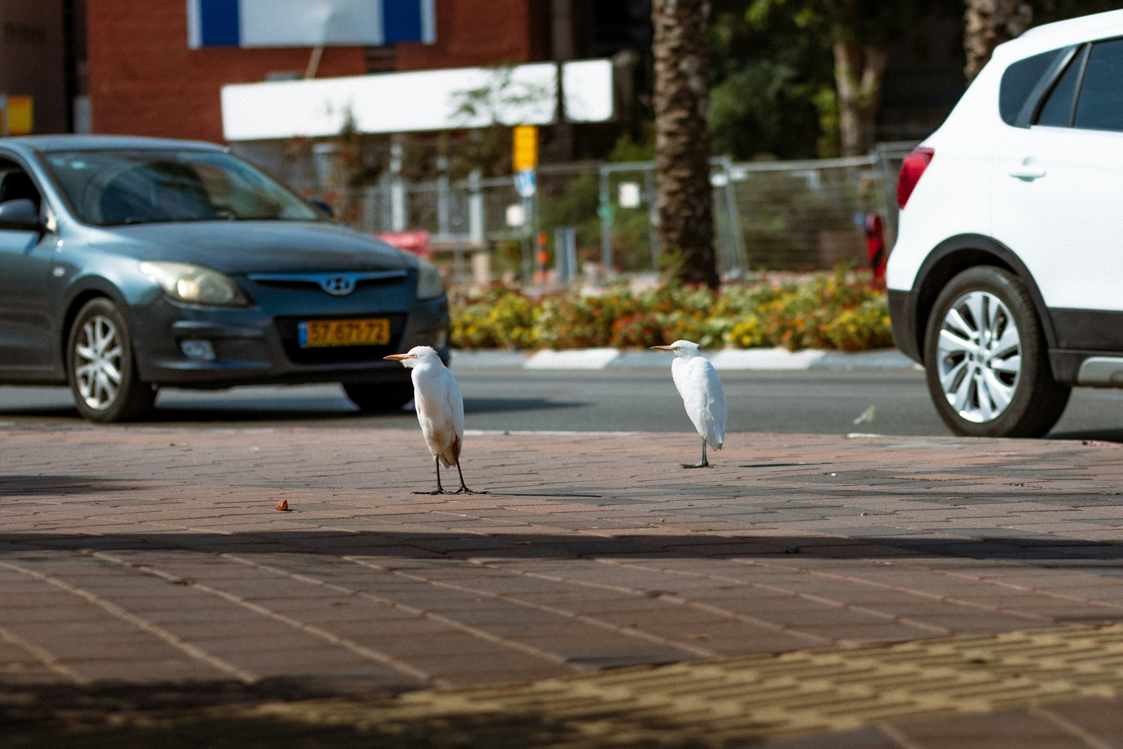 Two urban-plains birds stepping through a quiet street