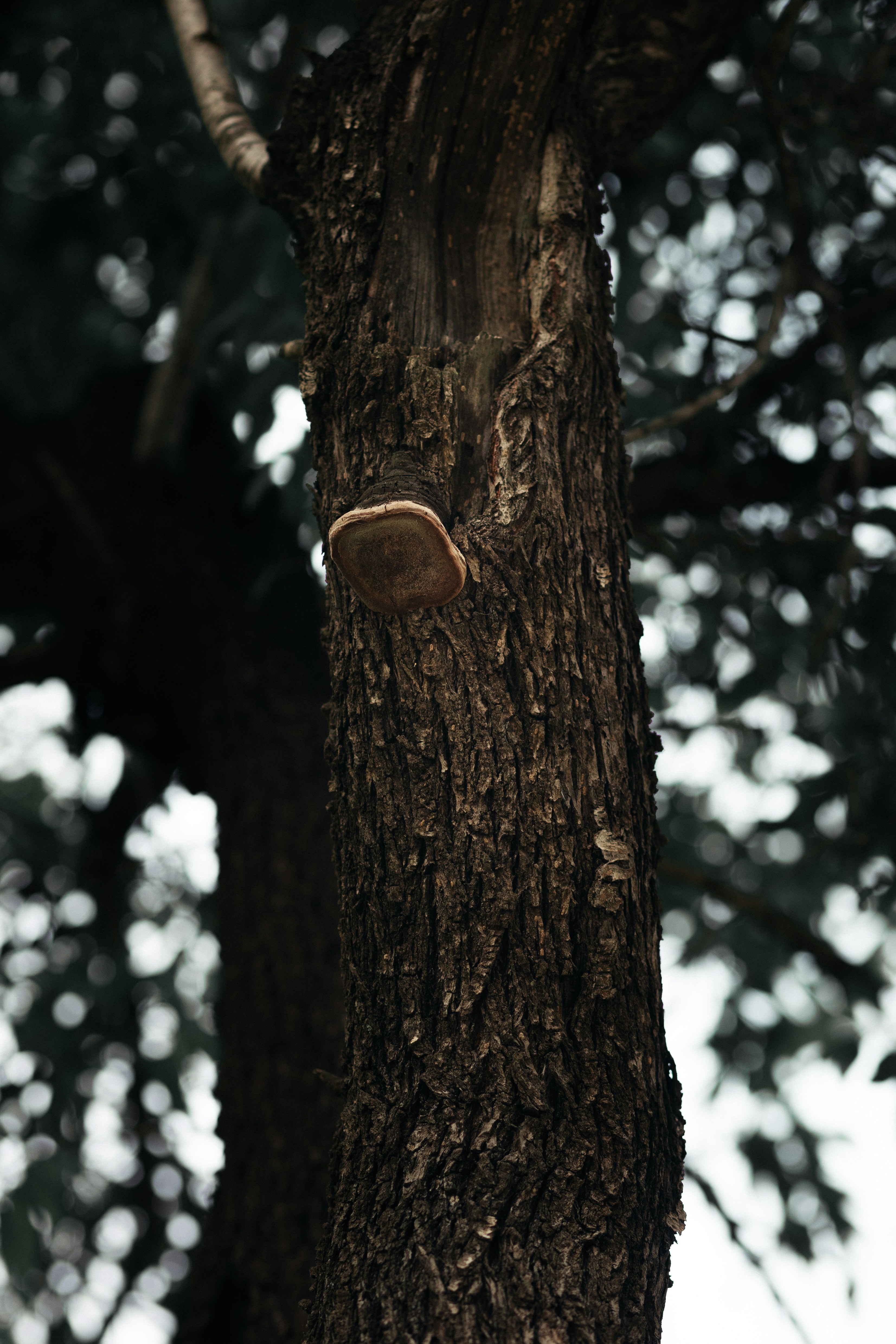 Fresh Wound on a Weathered Trunk Under Quiet Dapple