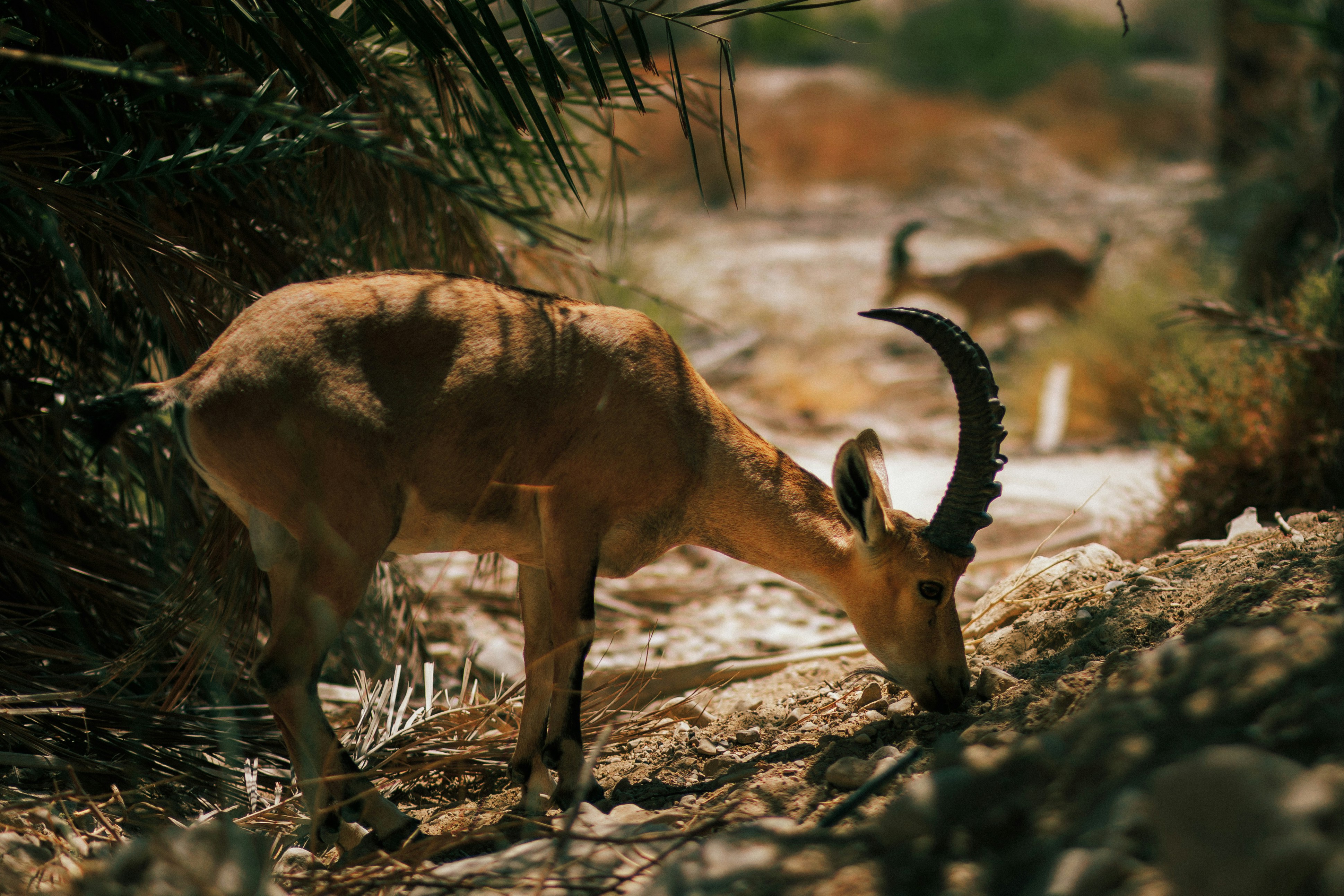 Desert Harmony: Ibex Amidst the Oasis
