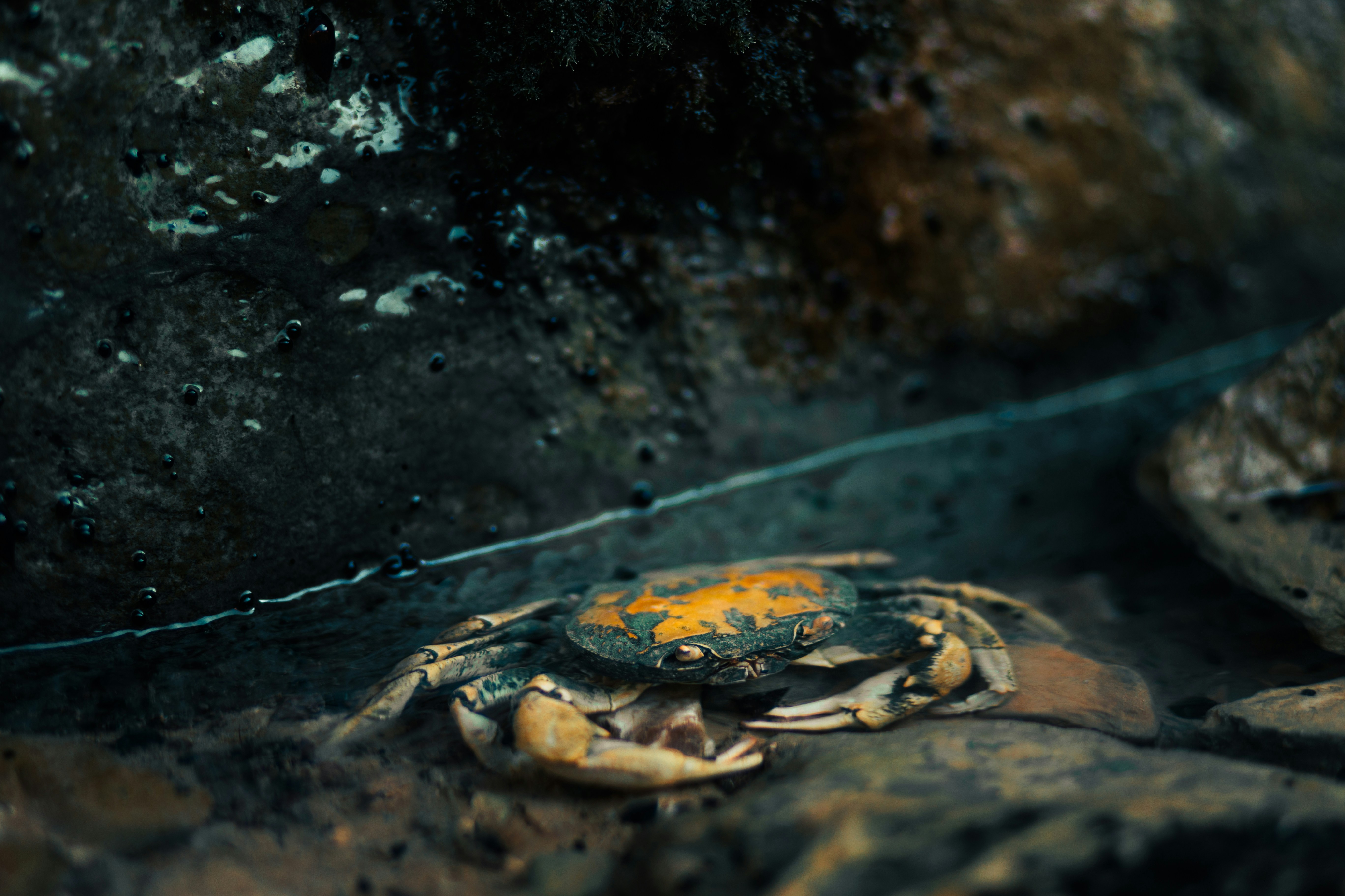 The Hidden Gem of Tidal Pools